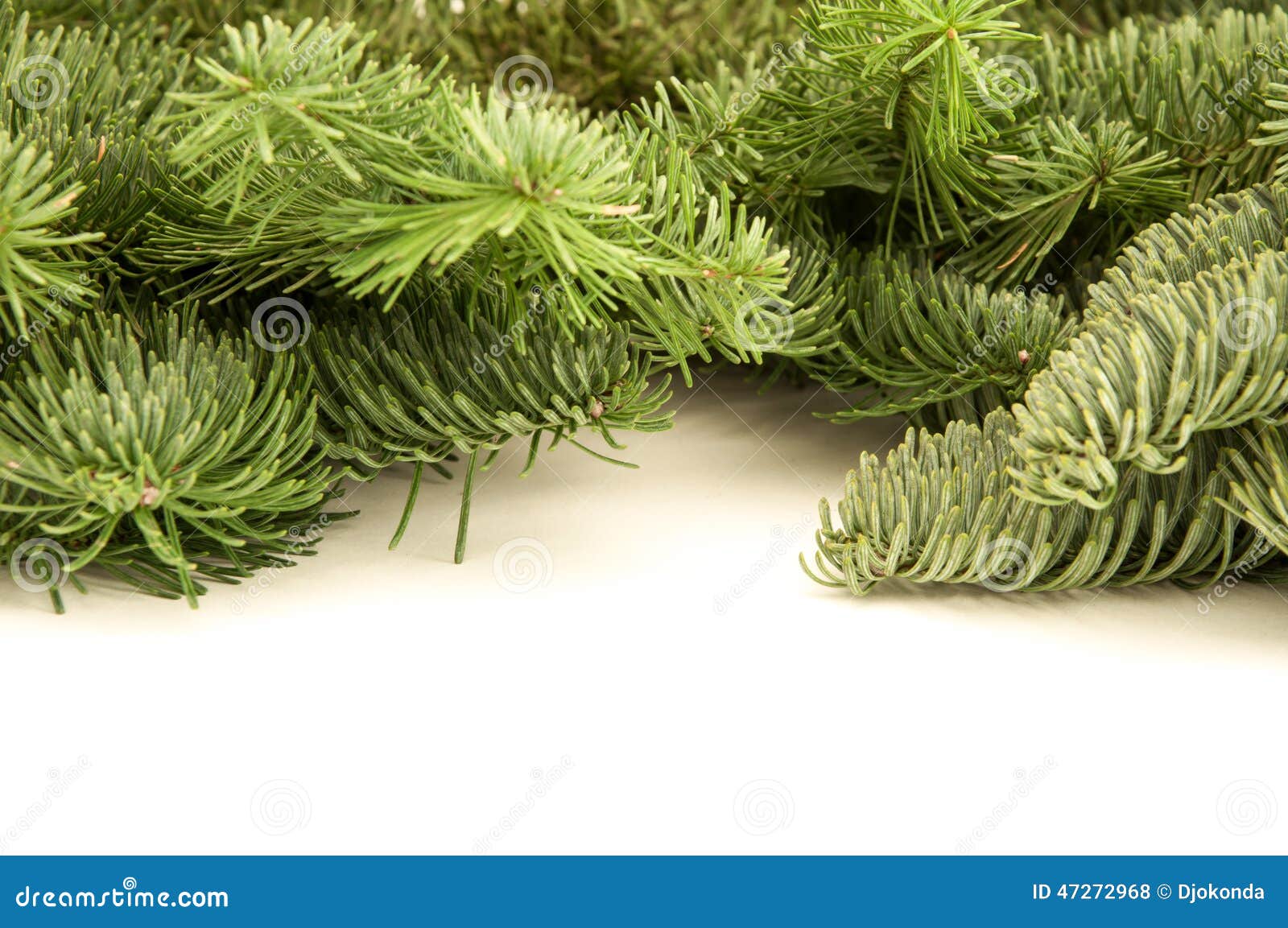 Fir-tree twigs stock photo. Image of coniferous, fresh - 47272968