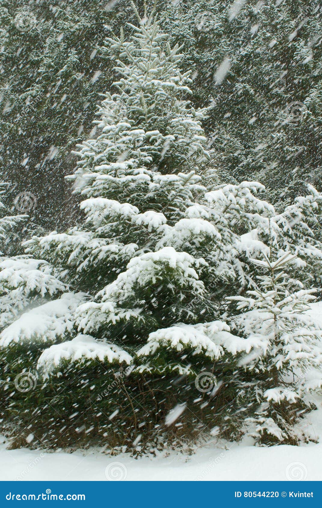 Fir Tree Under Snowfall with Snow Covered Branches in Winter. Stock ...