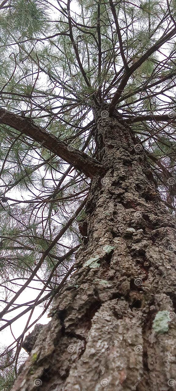 Fir Tree View from the Bottom Corner Stock Photo - Image of corner ...