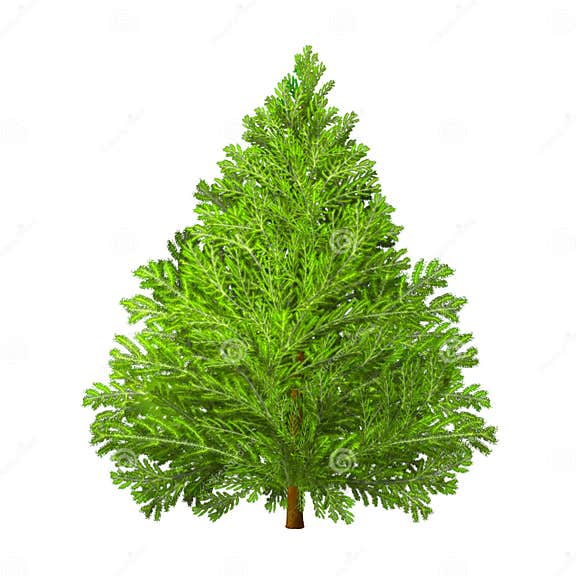 Green Fir Tree Isolated on White Background. Stock Photo - Image of ...