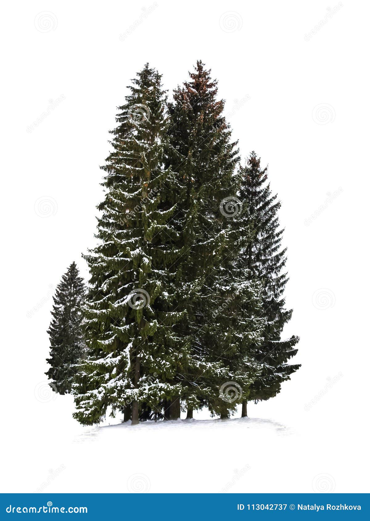 Fir Tree on White Background Isolated. Stock Image - Image of pine ...