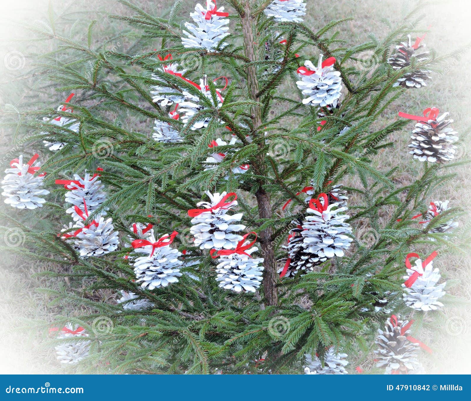 Fir tree with white cones stock photo. Image of view - 47910842