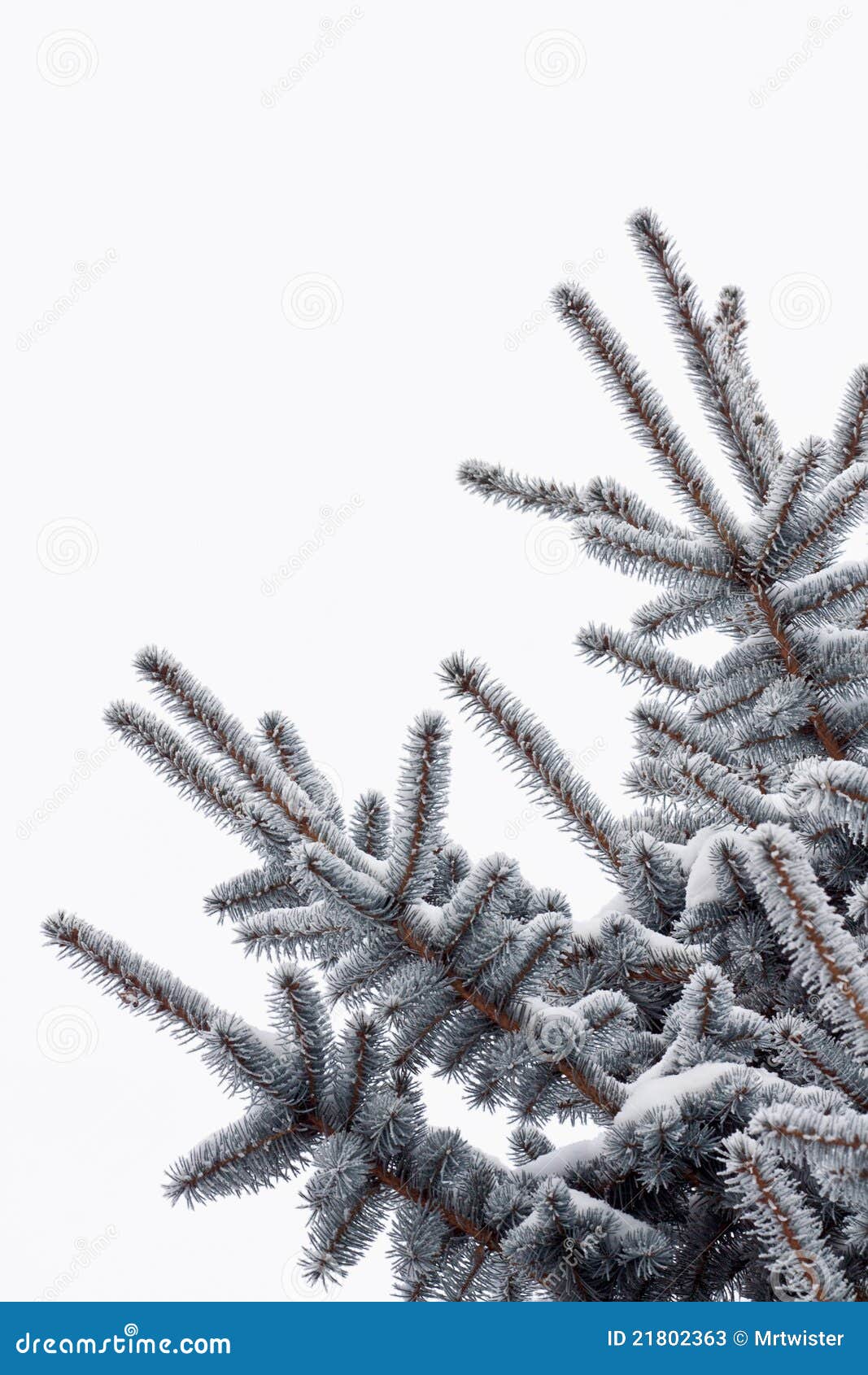 Fir tree in winter stock image. Image of winter, detail - 21802363