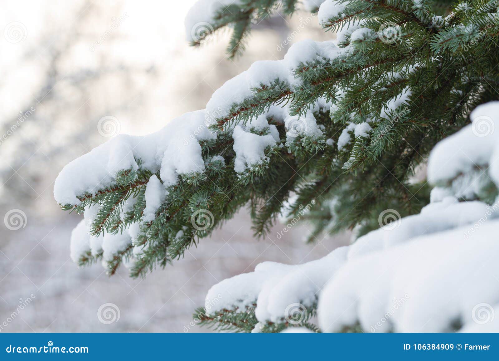 Fir tree in winter stock image. Image of twig, nature - 106384909