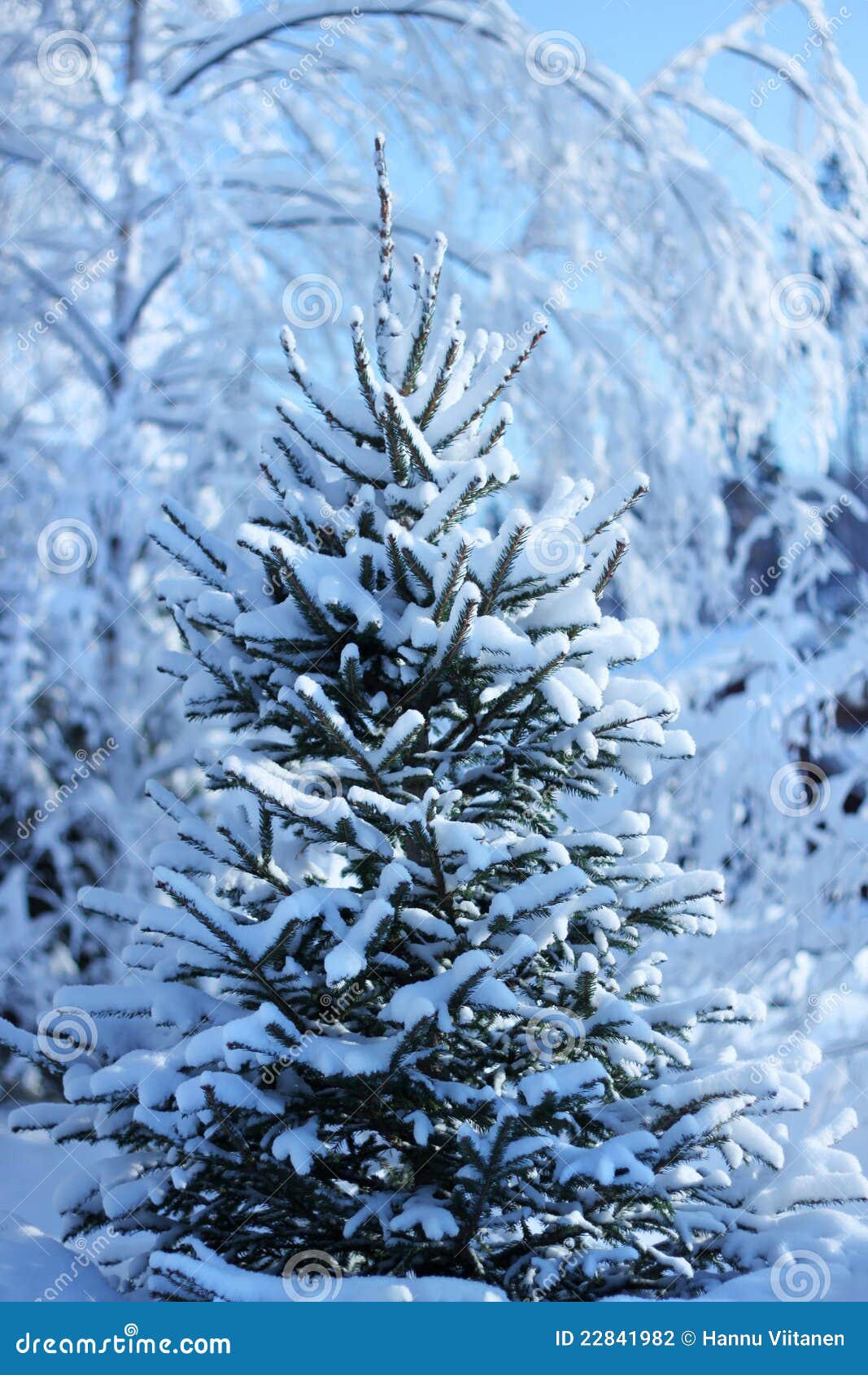 Evergreen Tree In Winter