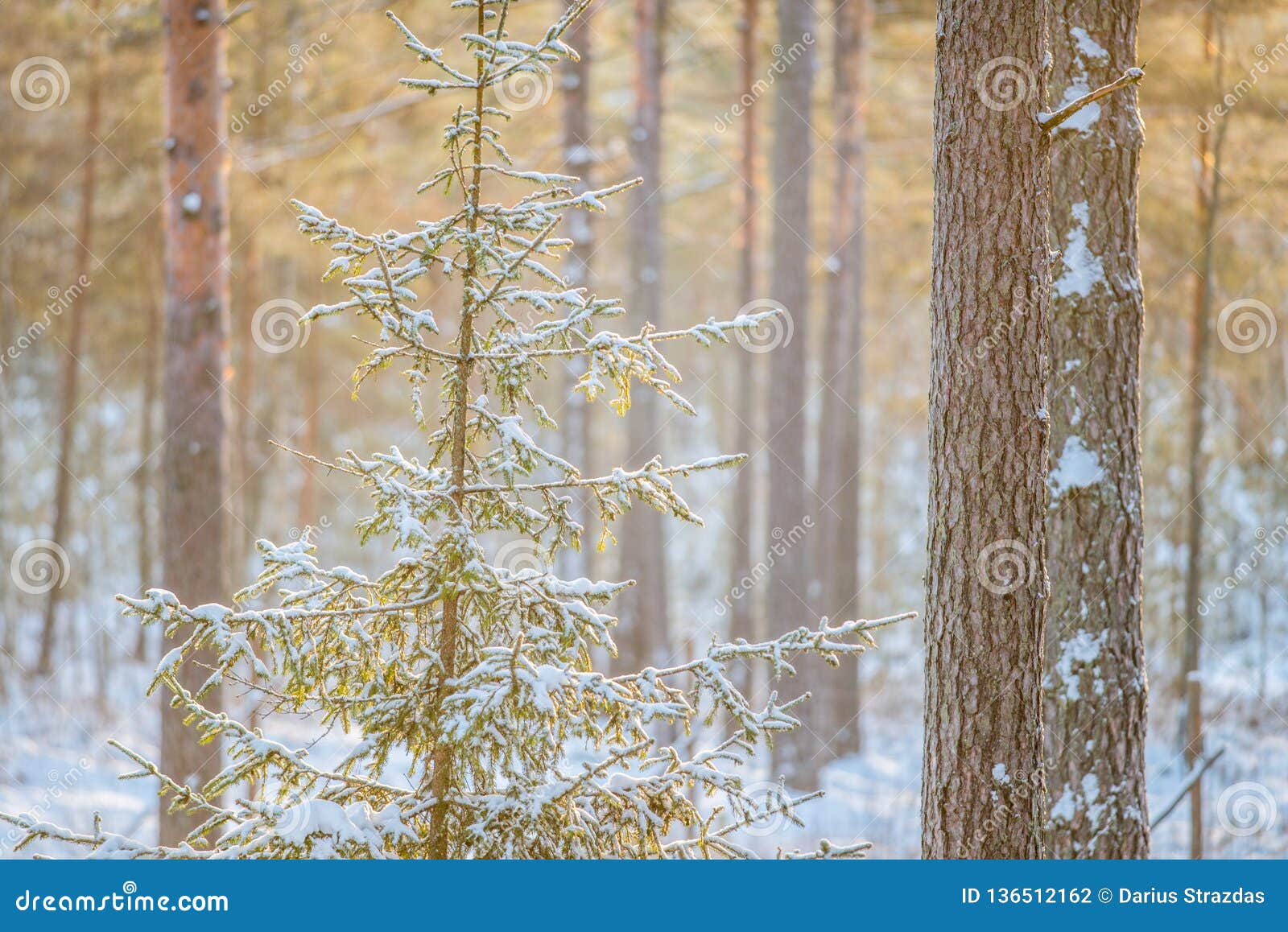 Fir tree in winter forest stock photo. Image of nature - 136512162