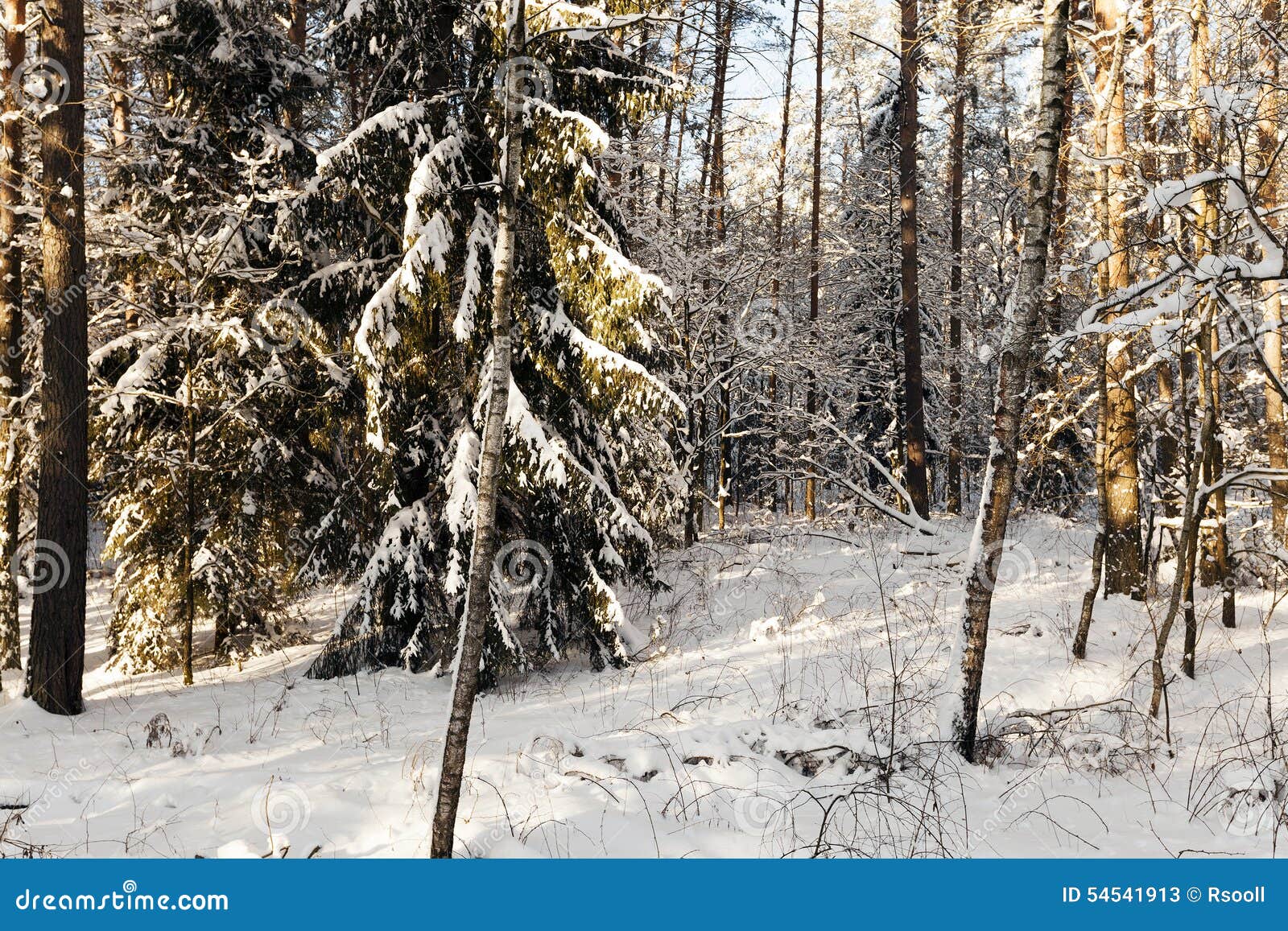 Fir-tree in the winter stock image. Image of weather - 54541913