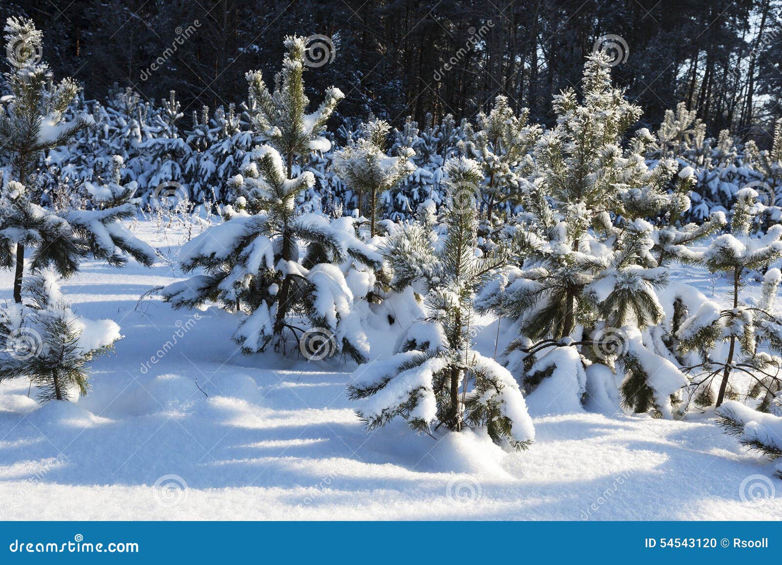 Fir-tree in the winter stock photo. Image of district - 54543120