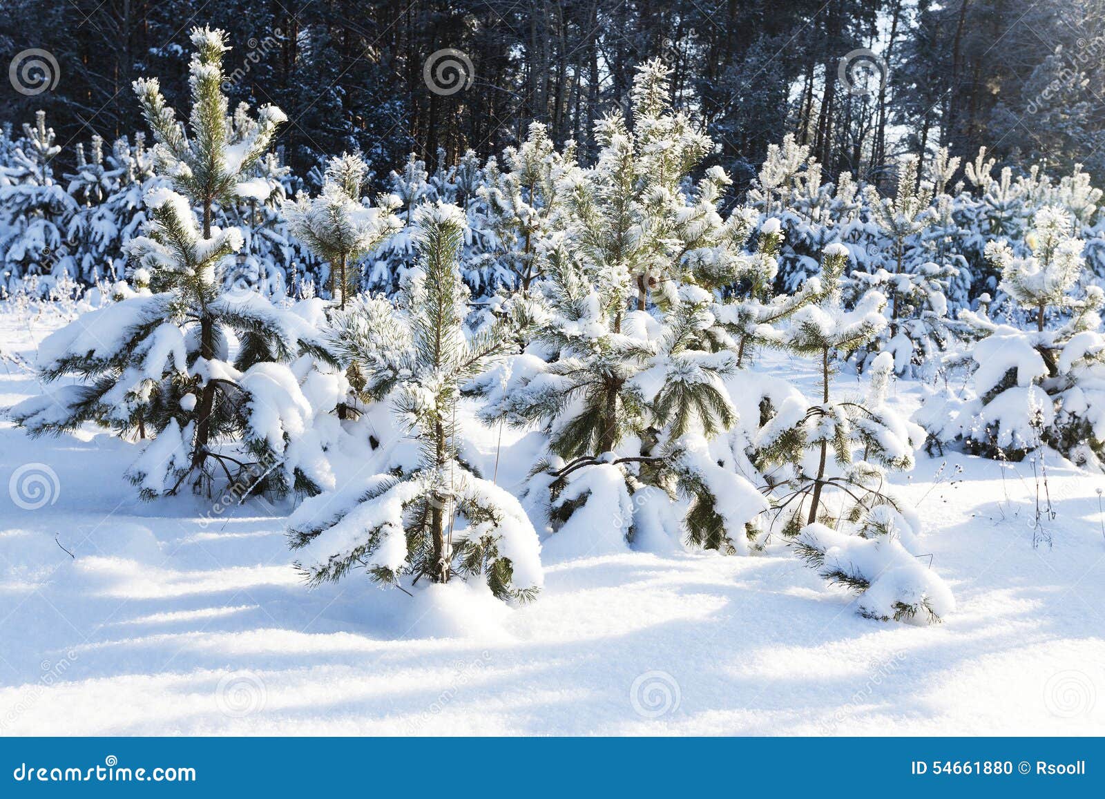 Fir-tree in the winter stock photo. Image of extreme - 54661880