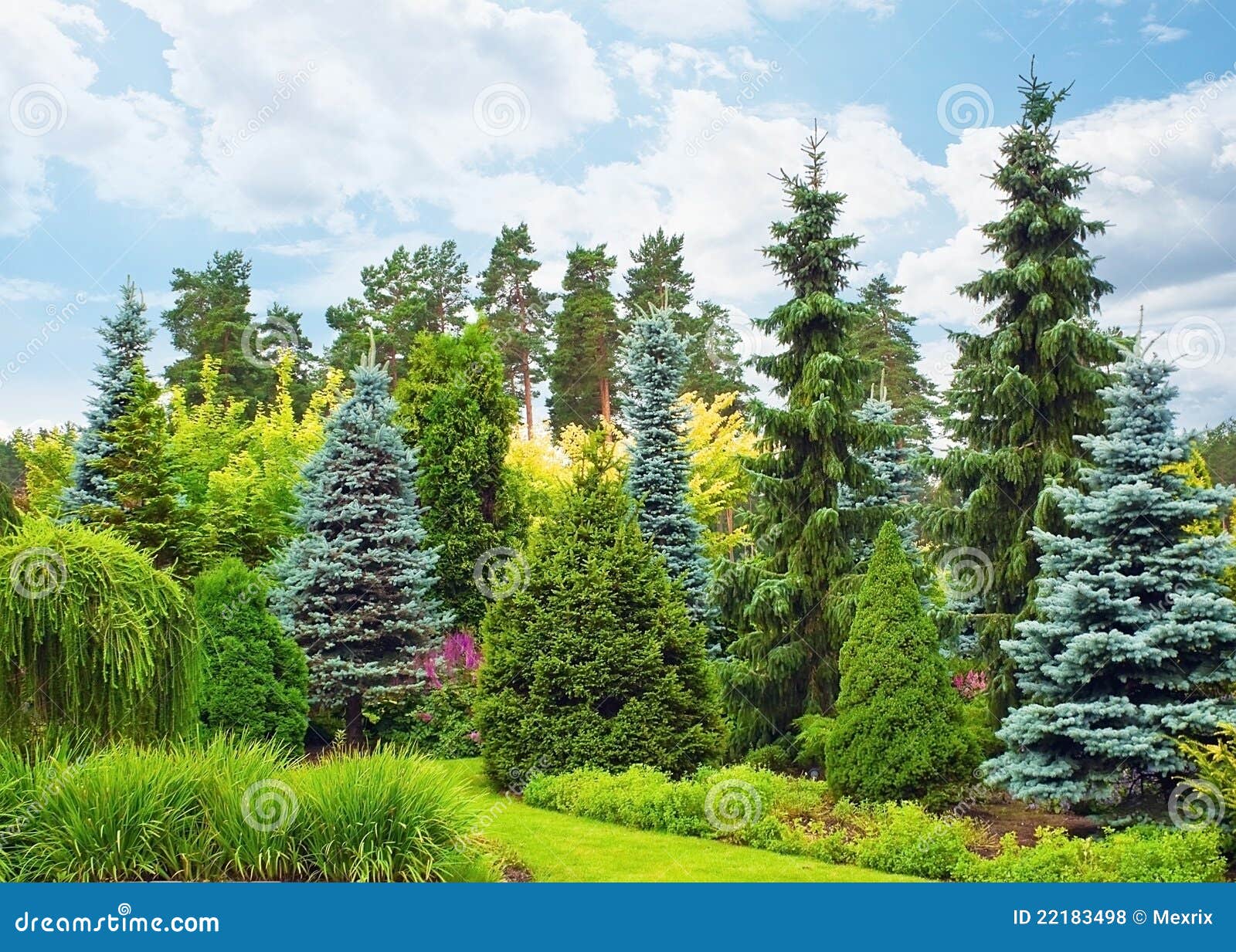 Fir trees stock photo. Image of grass, gardening, autumn - 22183498