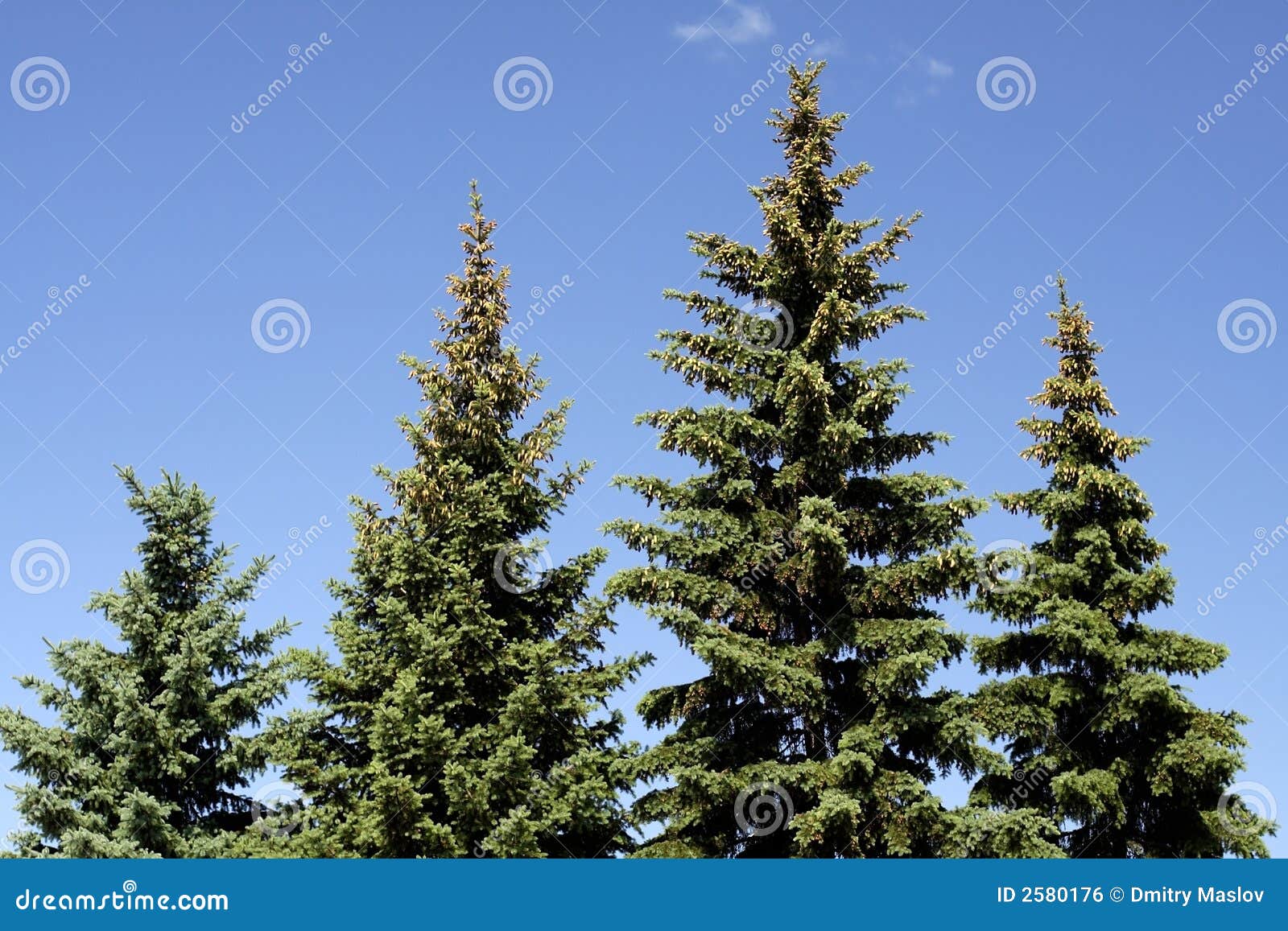 Fir Trees stock photo. Image of nature, cloud, needles - 2580176