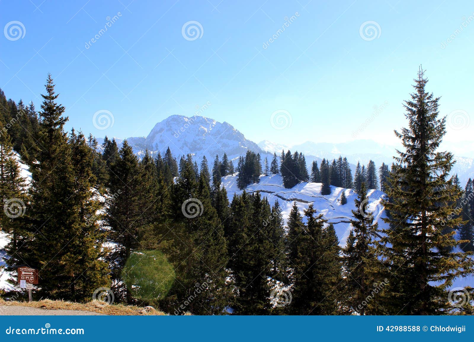 Fir Trees in the Bavarian Alp Stock Photo - Image of tegel, frame: 42988588