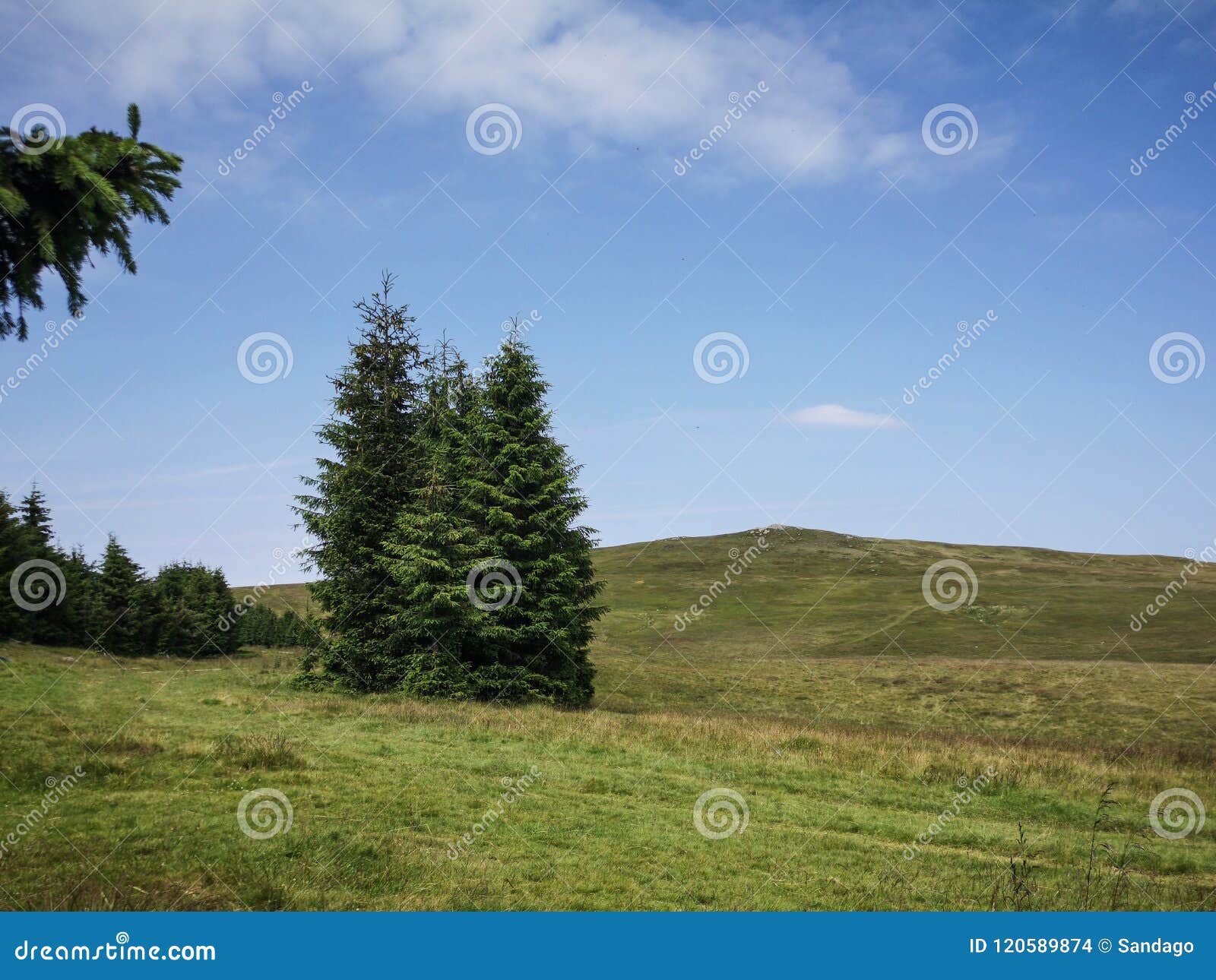 Fir trees stock photo. Image of landscape, elevated - 120589874
