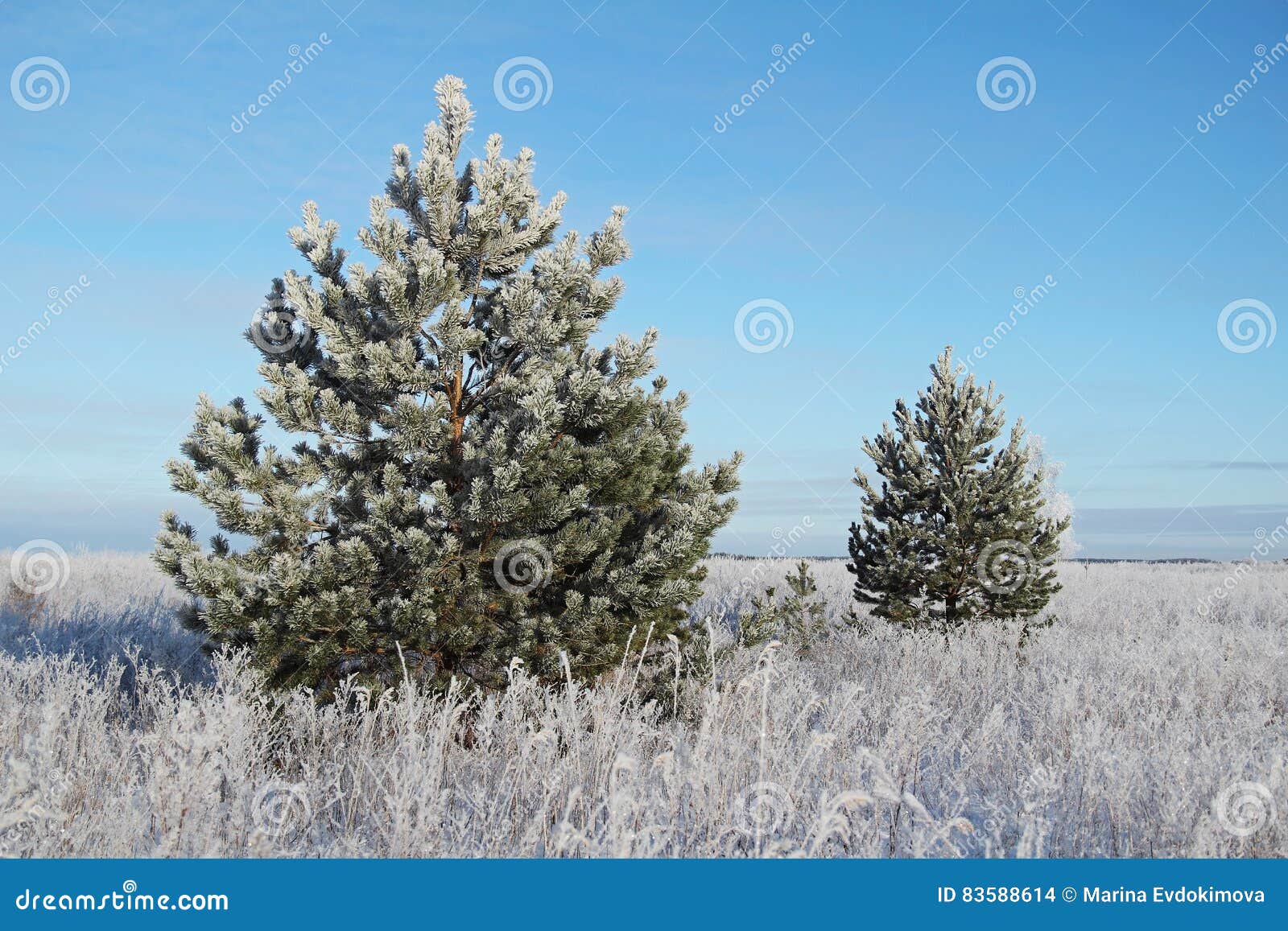 Fir Trees in a Beautiful Winter Landscape. Stock Photo - Image of ...