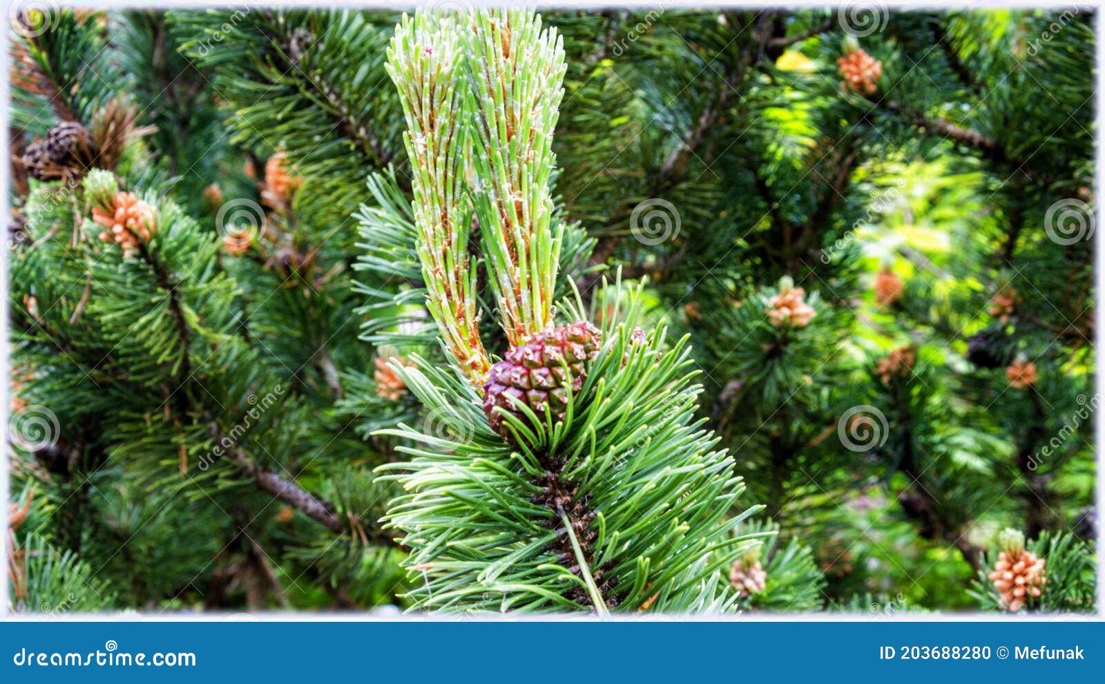 Fir Trees with Cones in the Forest Stock Photo - Image of tree ...