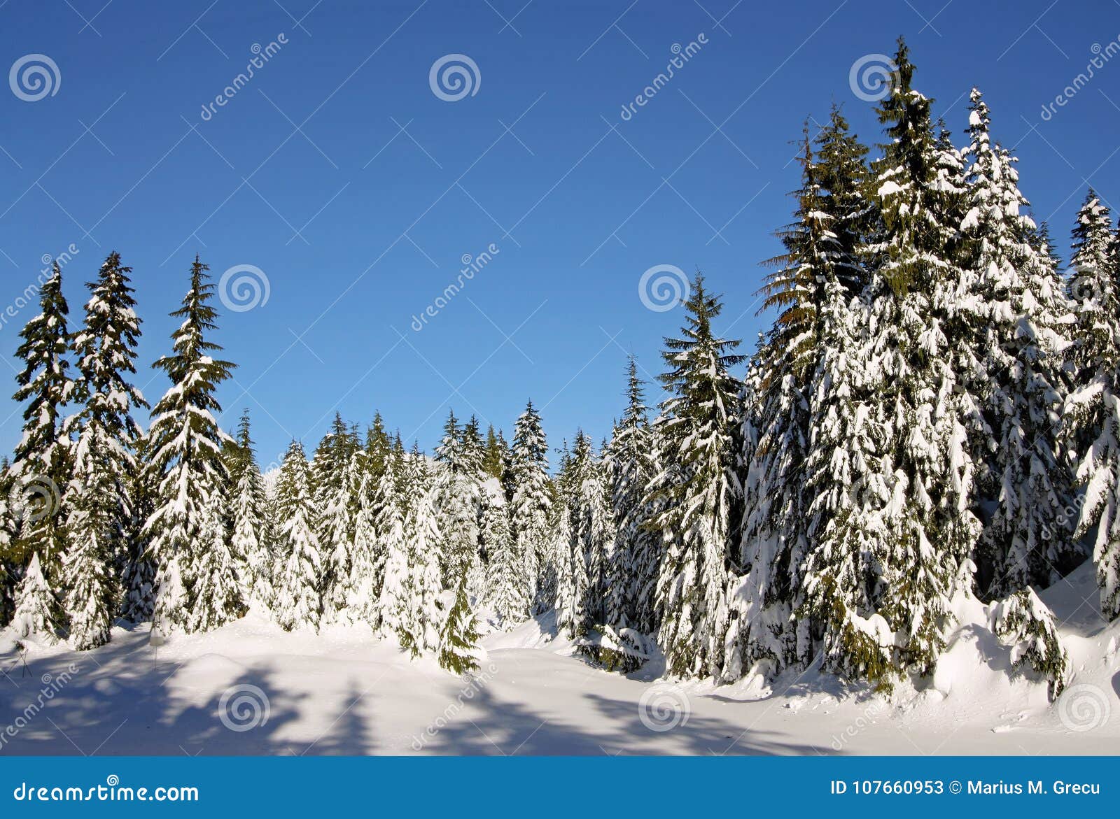 Fir Trees Covered in Fresh Snow. Stock Image - Image of mountain ...