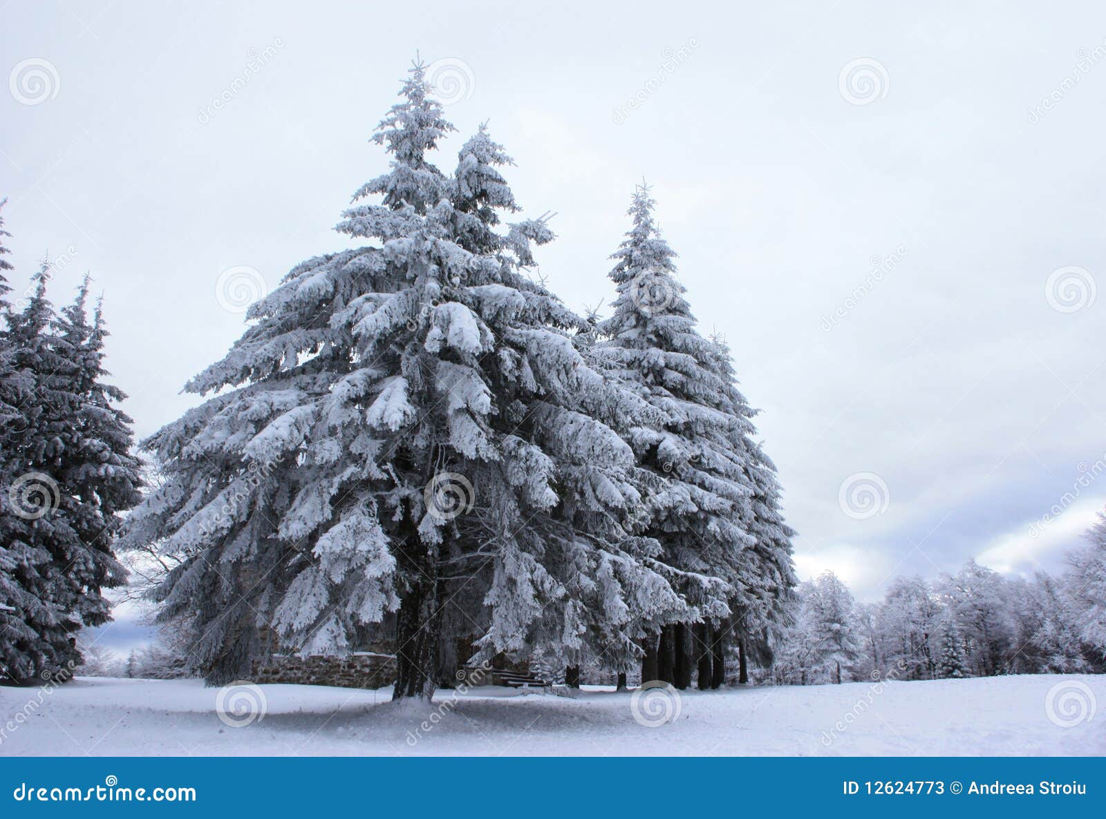 Fir trees covered in snow stock image. Image of christmas - 12624773