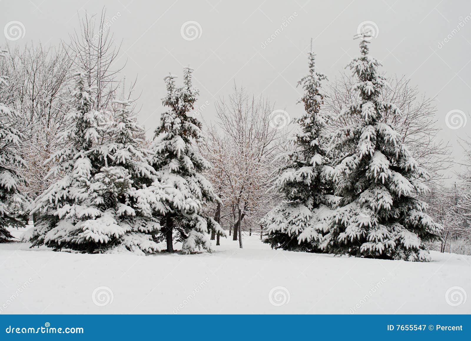 Fir Trees Covered with Snow Stock Image - Image of cover, frost: 7655547