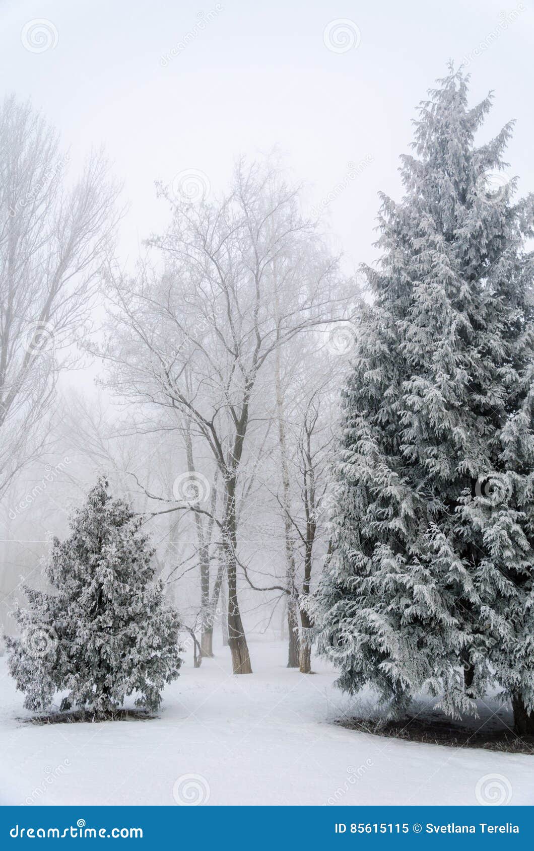 Fir Trees Covered with Snow in the Forest in Thick Fog Winter La Stock ...