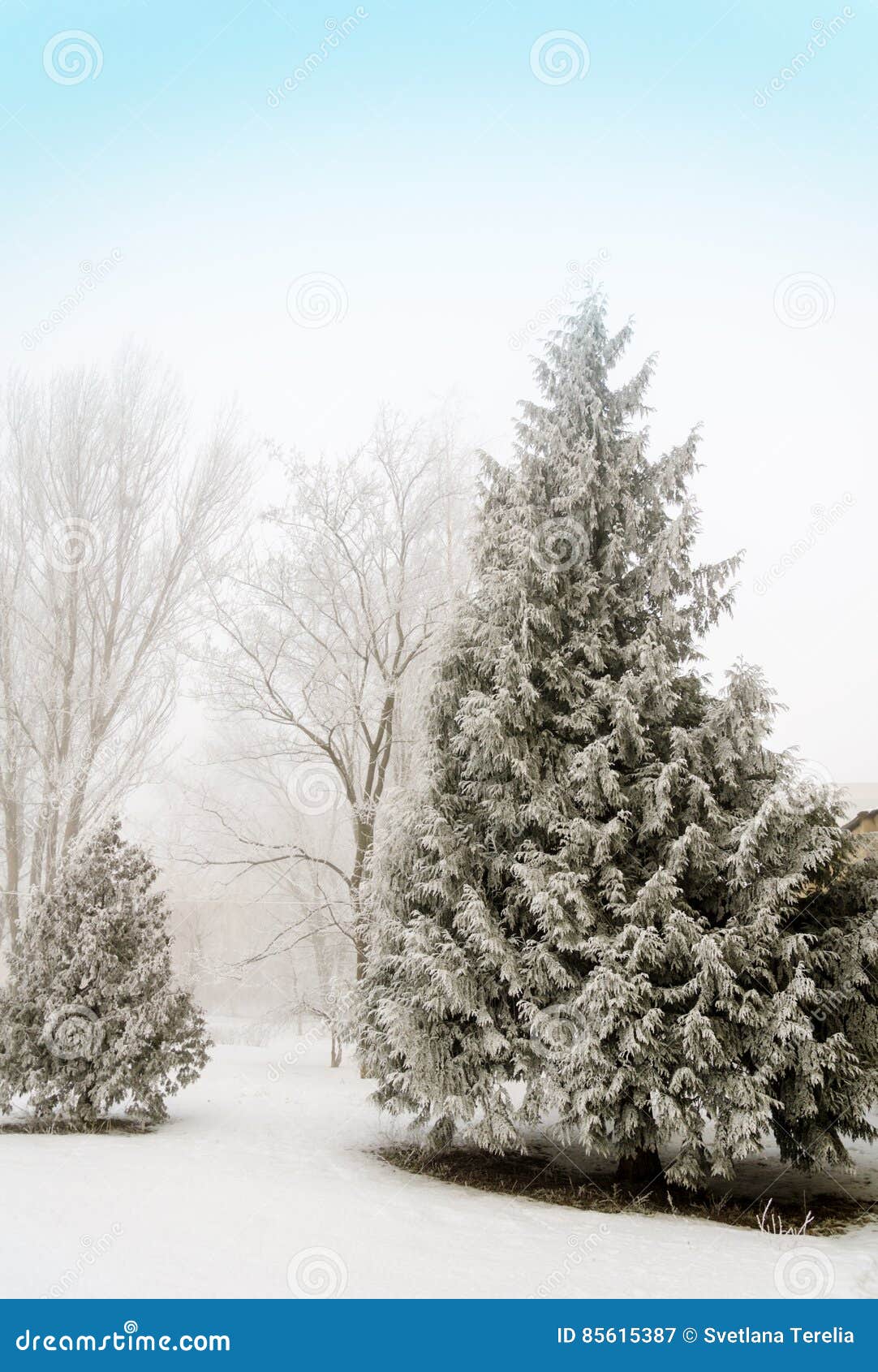 Fir Trees Covered with Snow in the Forest in Thick Fog Winter La Stock ...