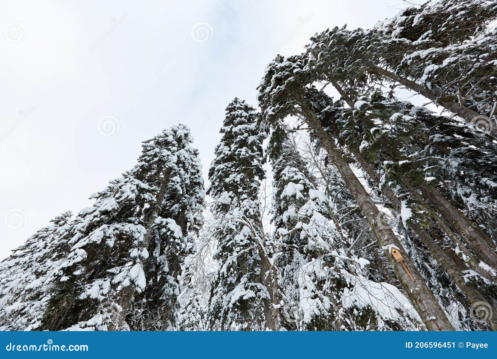 Fir Trees Covered with Snow in a Mountain Forest. Stock Image - Image ...