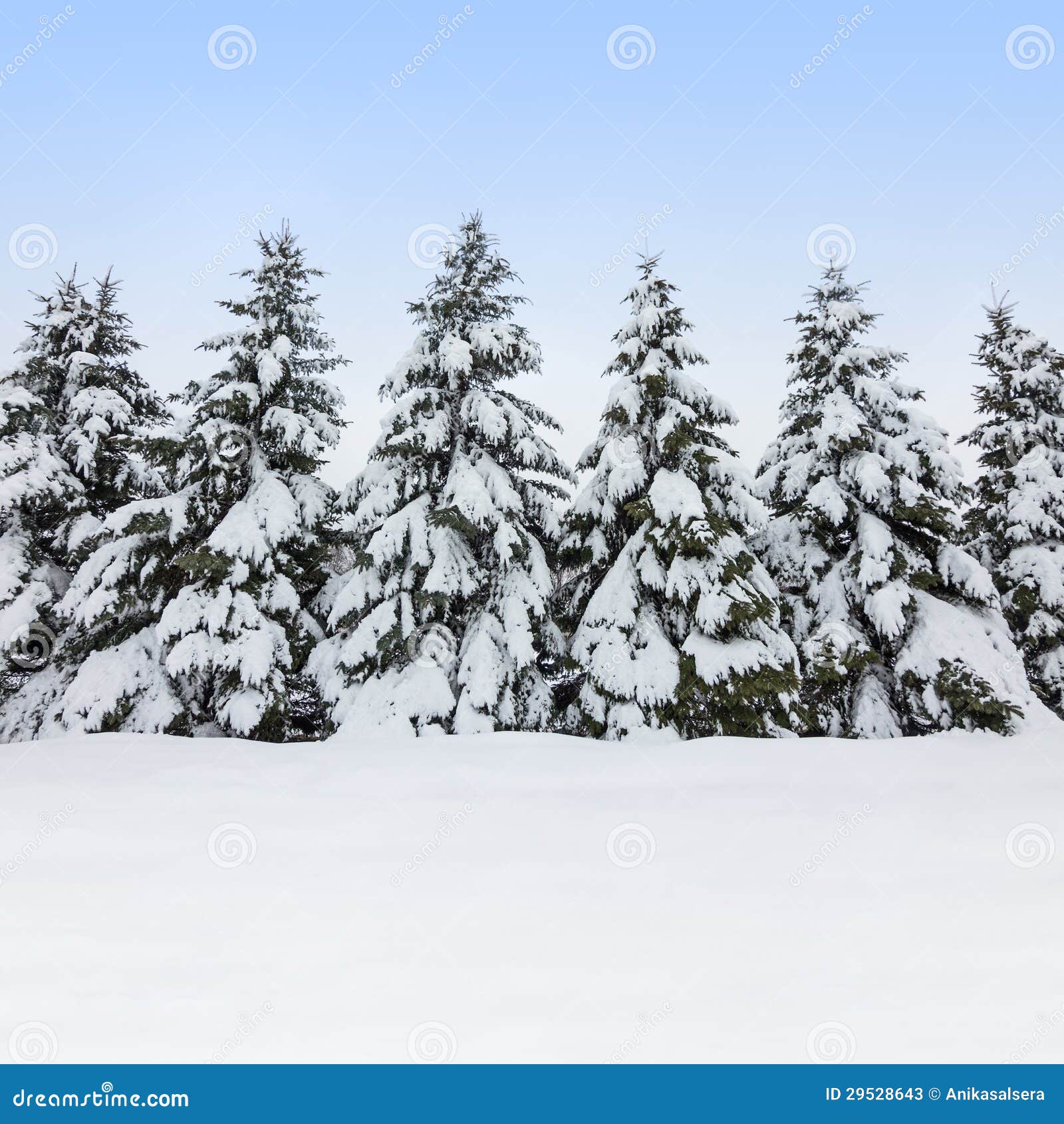 Fir Trees Covered by Snow, Winter Beauty Stock Image - Image of calm ...