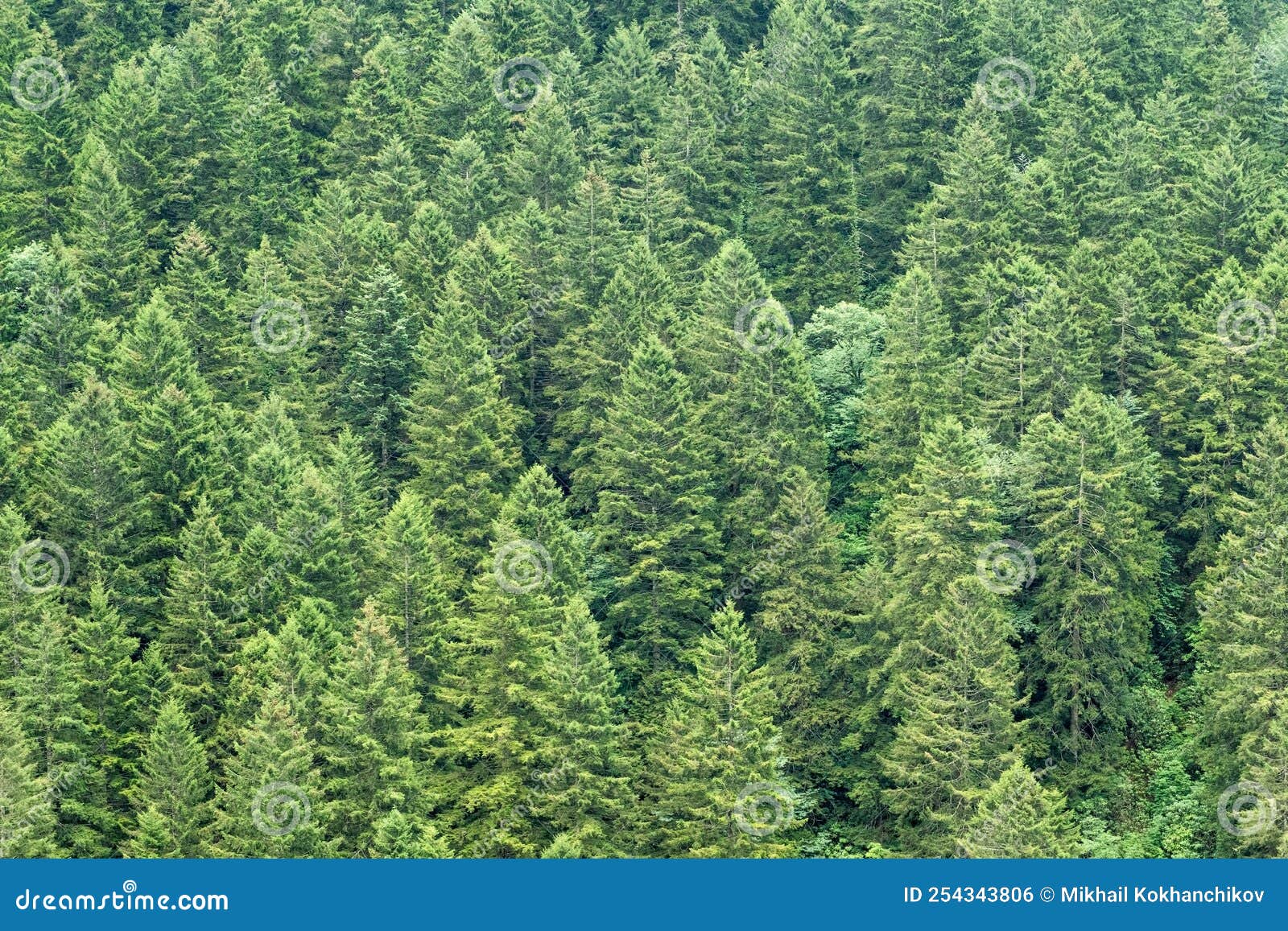 Fir Trees Forest Background Stock Photo - Image of outdoor, timber ...