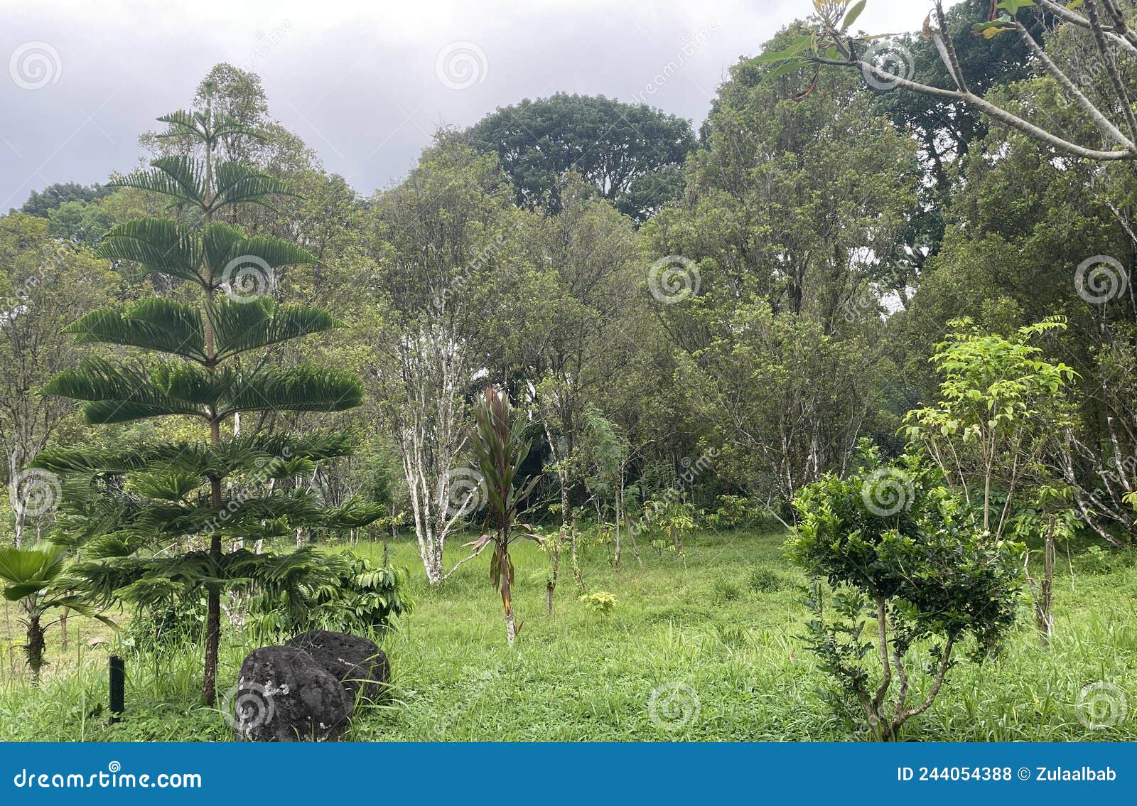 Fir Trees in the Forest, Forming a Triangular Shape Stock Photo - Image ...