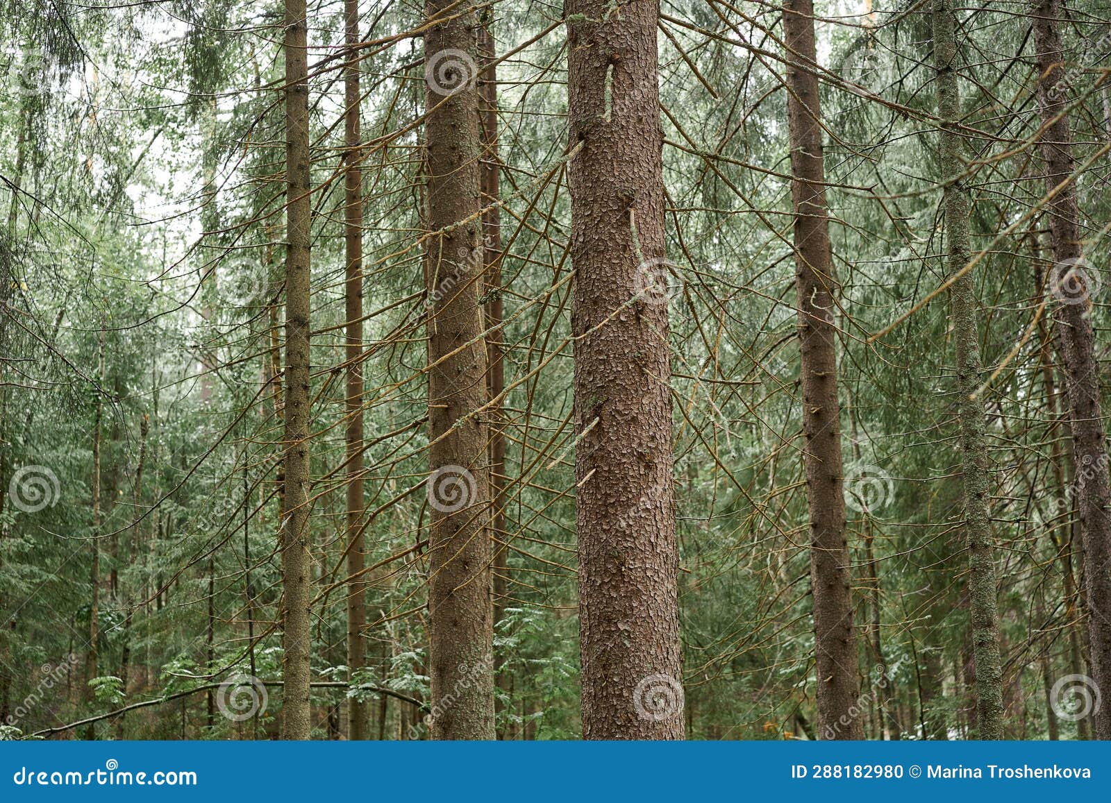 Fir trees in the forest. stock photo. Image of forest - 288182980
