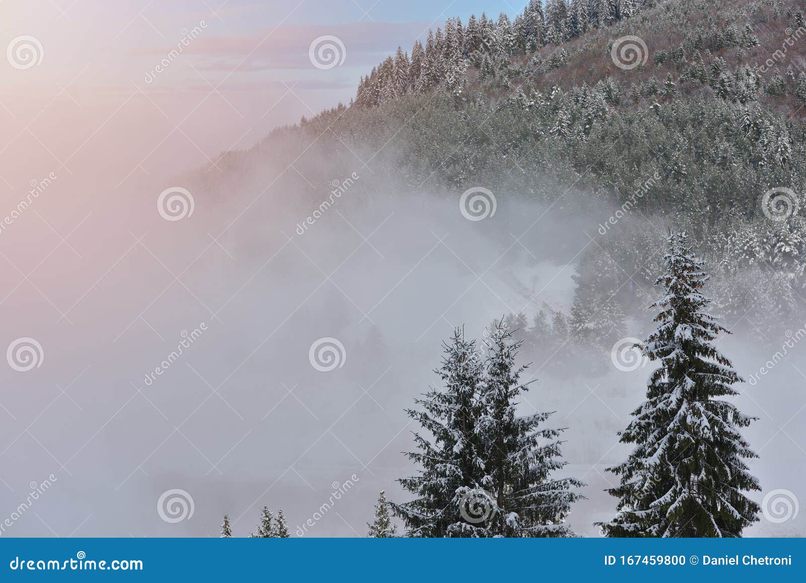 Fir Trees Full of Snow on Cold Winter in Mountain Landscape Stock Photo ...