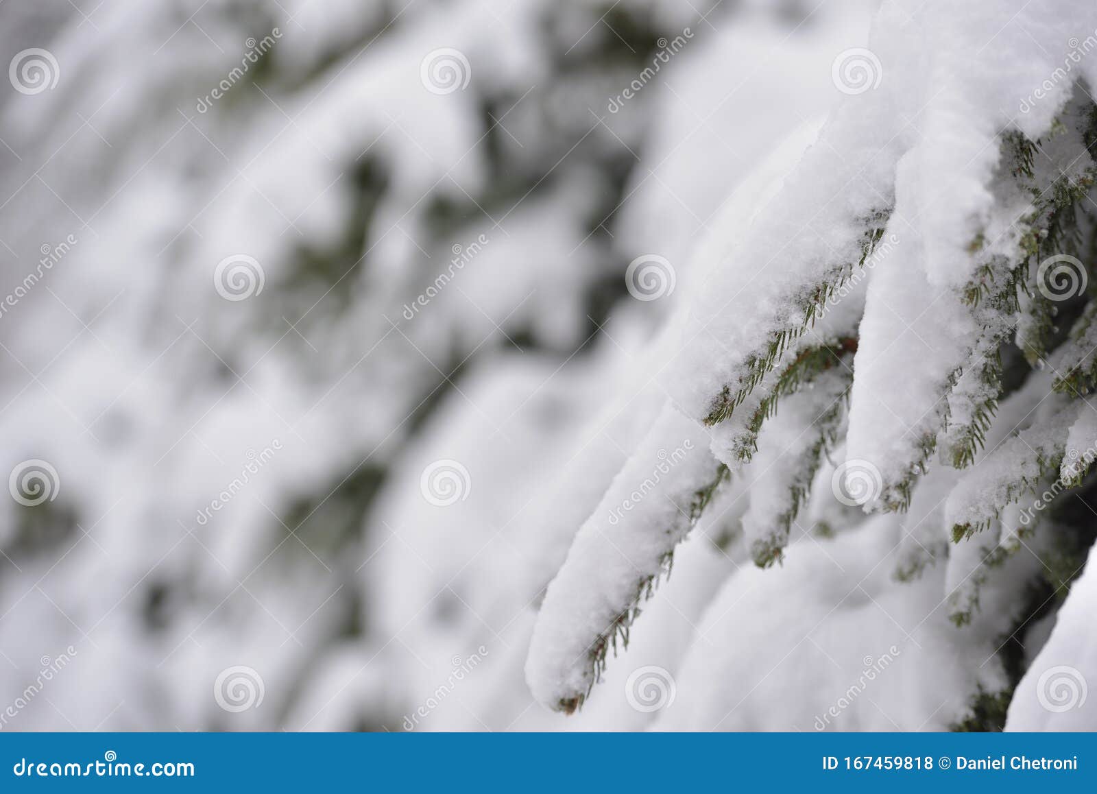 Fir Trees Full of Snow on Cold Winter in Mountain Landscape Stock Photo ...