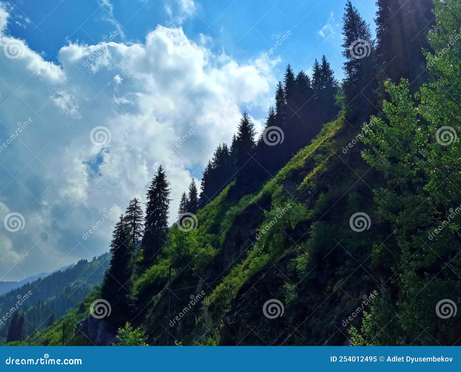Fir Trees Growing on a Cliff of a Mountainside, Casting Hard Shadows ...