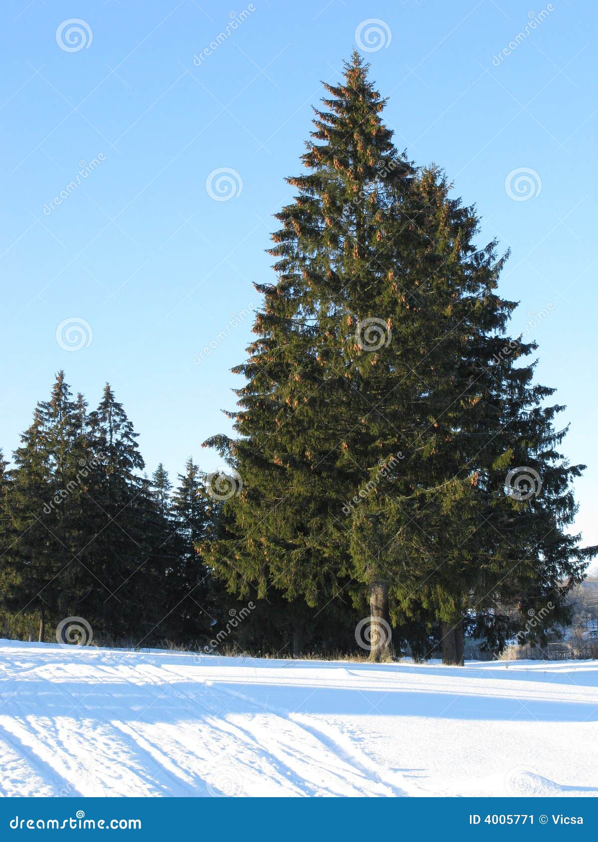 Fir Trees on the Hill in Winter Forest Stock Image - Image of holiday ...