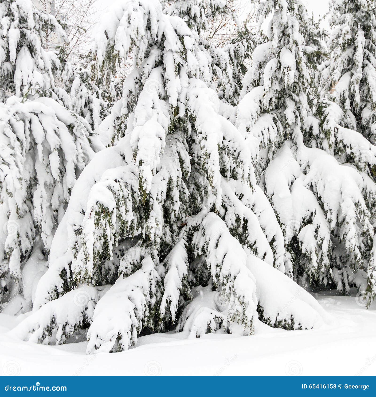 Fir trees laden with snow stock photo. Image of nature - 65416158