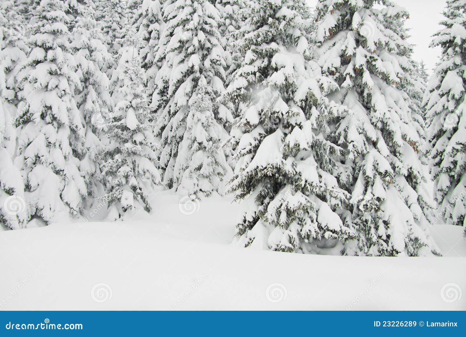 Fir Trees with Lots of Snow, Horizontal Stock Image - Image of cold ...