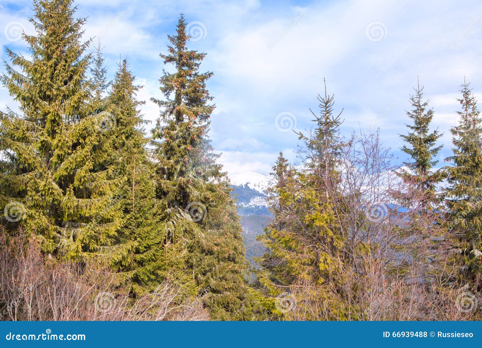 Fir trees in the mountain stock photo. Image of natural - 66939488