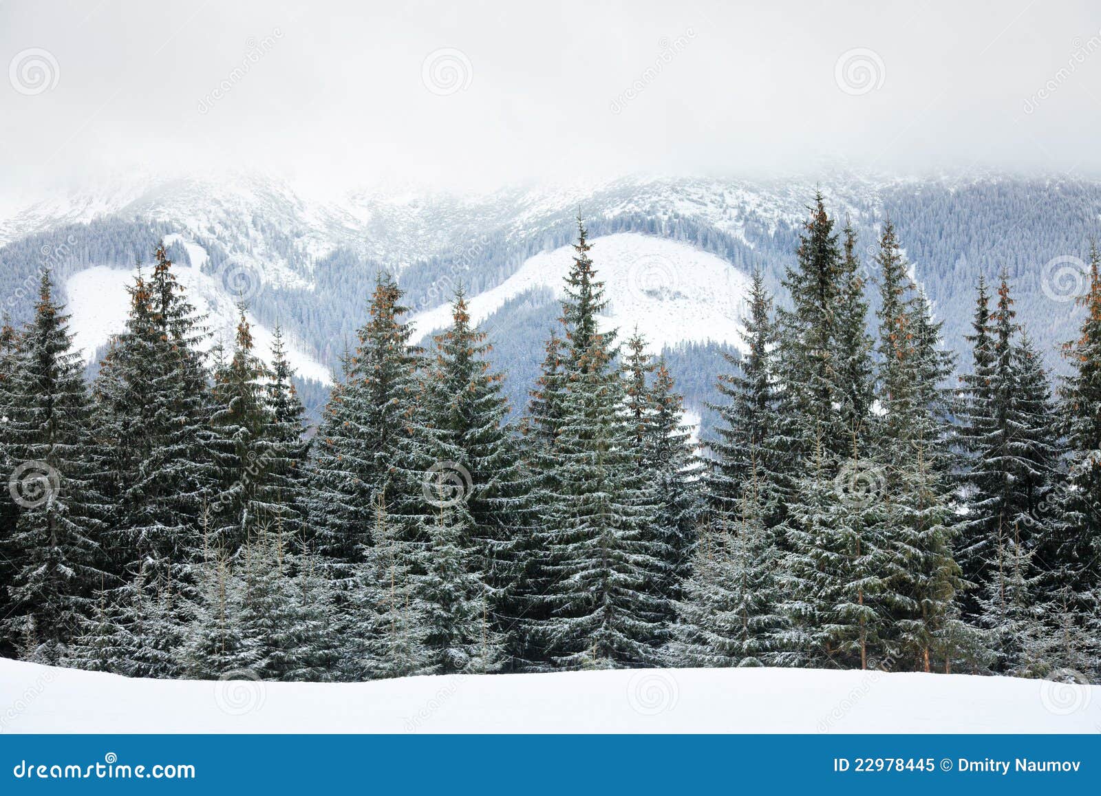 Fir Trees on Mountain Slope Stock Image - Image of season, mountain ...