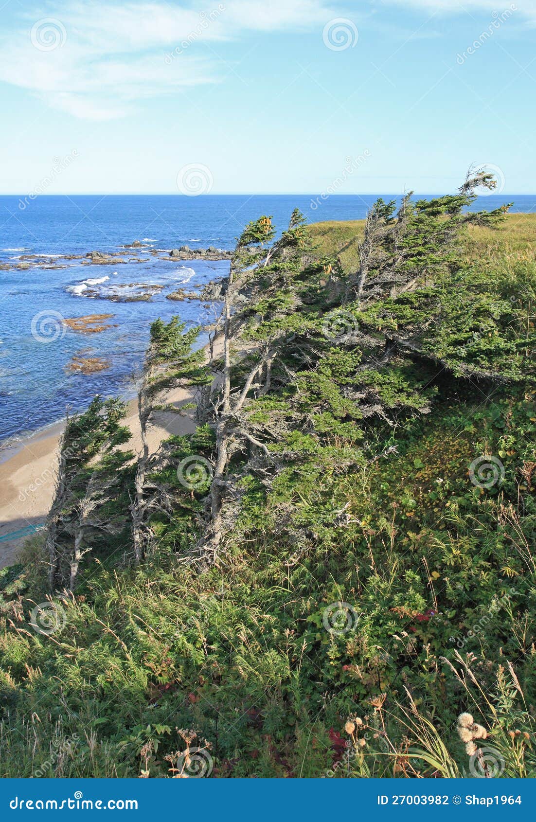 Fir trees by the ocean stock photo. Image of beautiful - 27003982