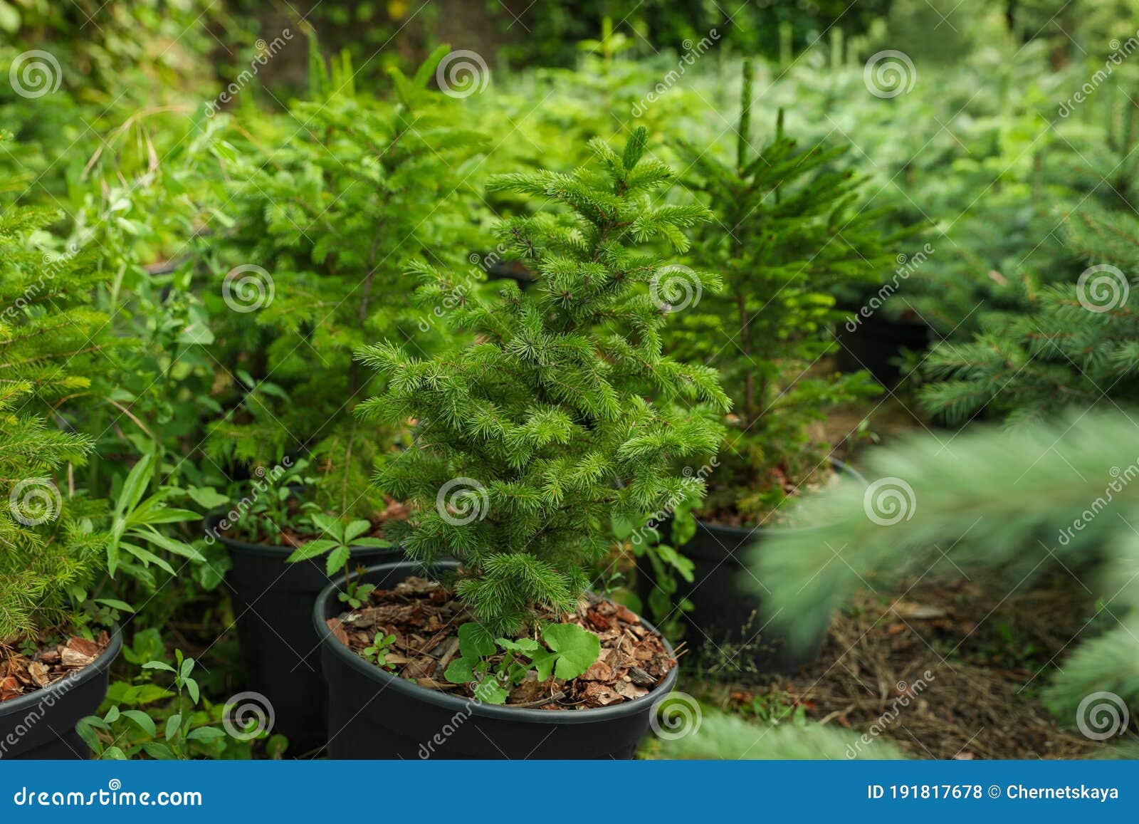 Fir Trees in Pots. Gardening and Planting Stock Photo - Image of ...
