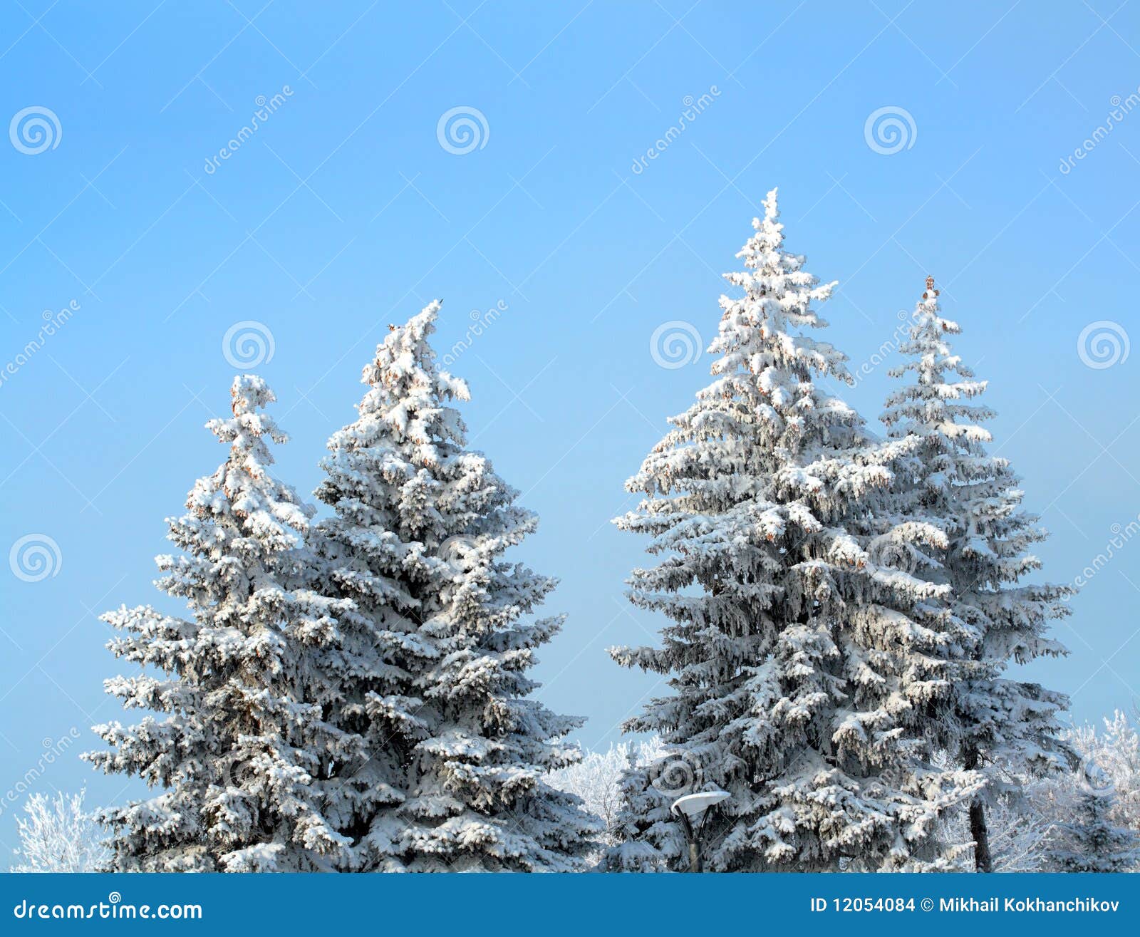 Fir trees with snow stock photo. Image of green, outdoors - 12054084