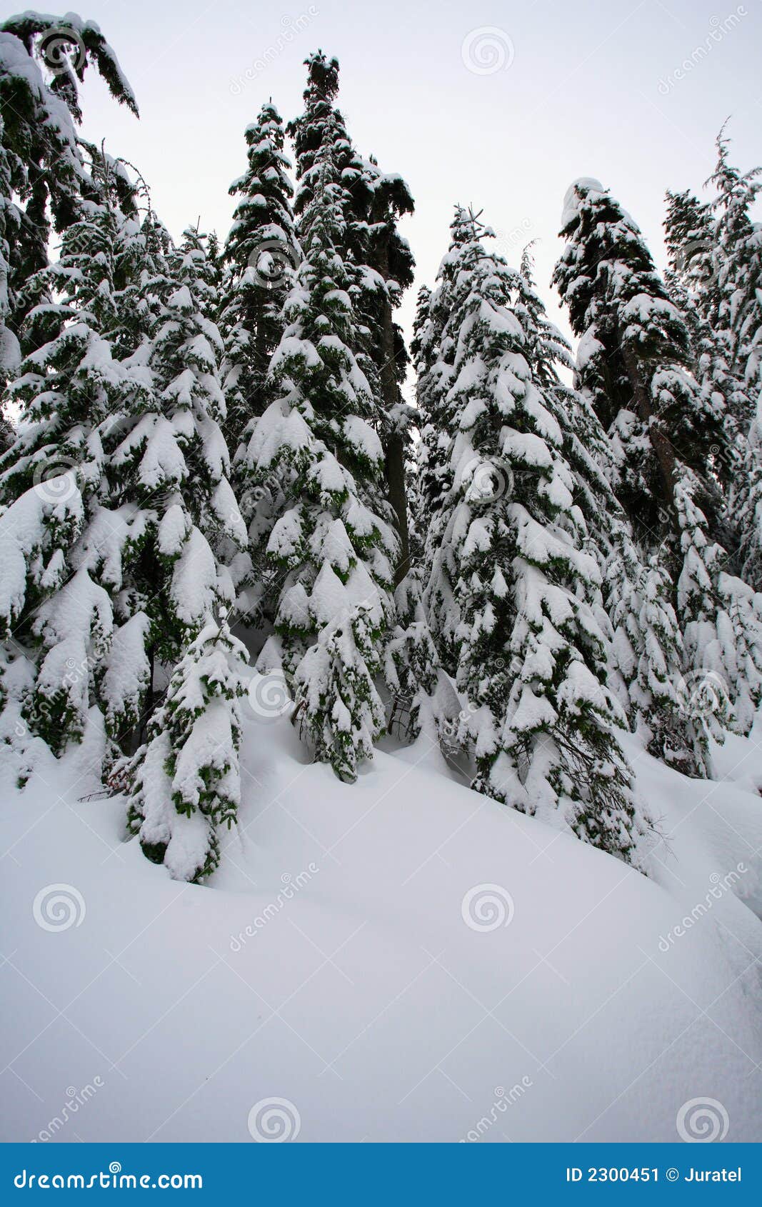 Fir trees with snow stock image. Image of cold, christmas - 2300451