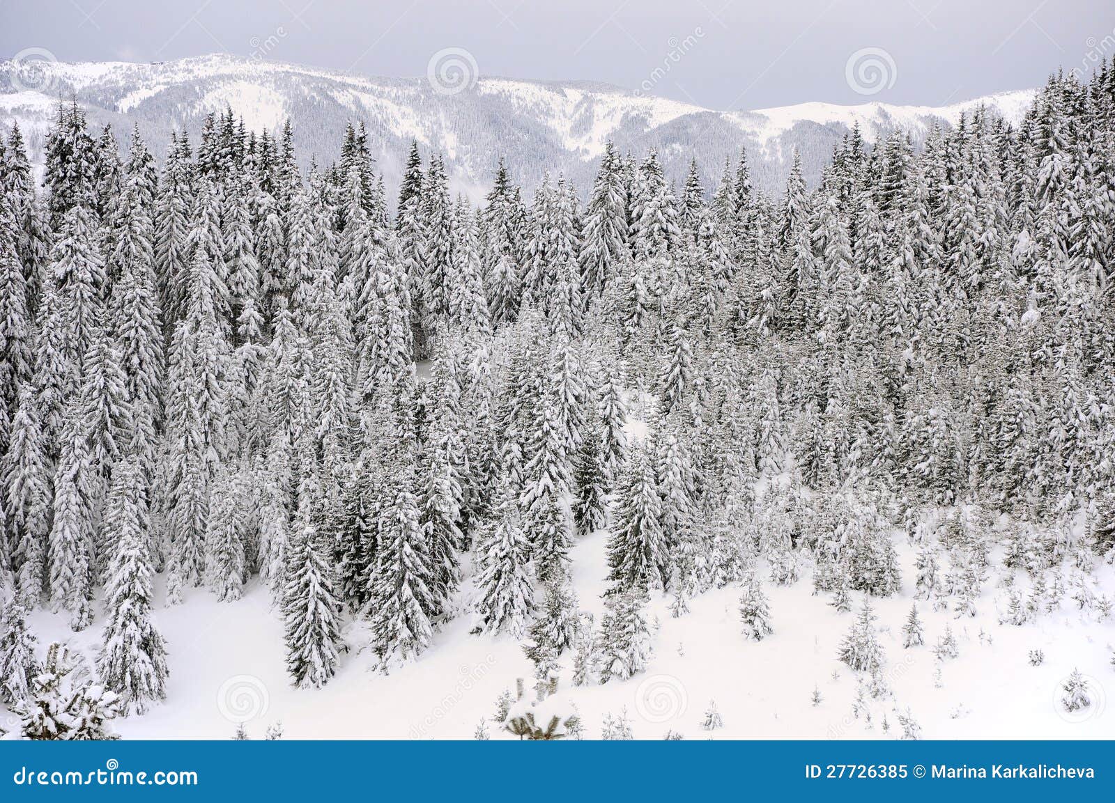 Fir trees in snow stock image. Image of snow, trees, nature - 27726385