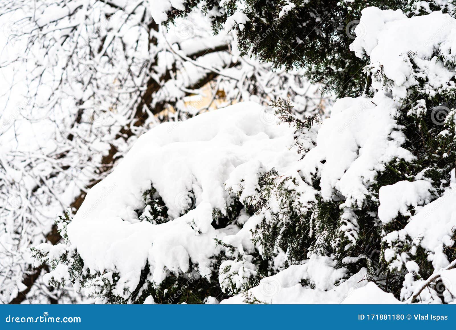 Fir-trees with Snow on Beautiful Natural Snowdrift Stock Photo - Image ...