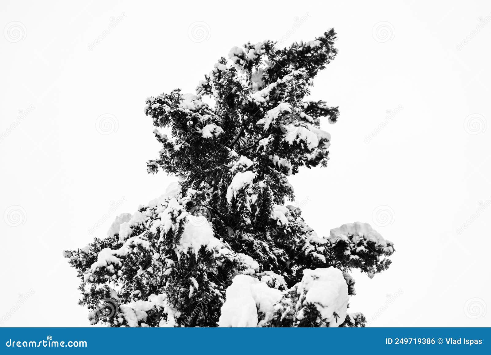 Fir-trees with Snow on Beautiful Natural Snowdrift Stock Photo - Image ...