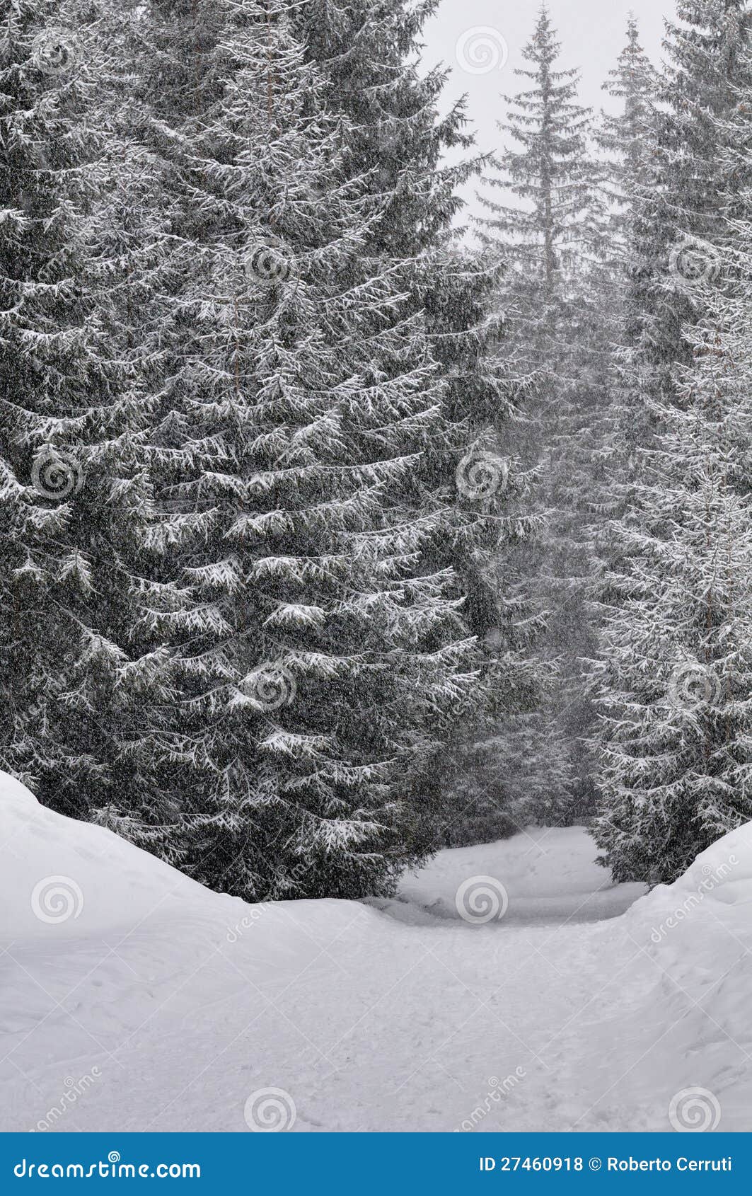 Fir Trees and Snow Covered Track Under Snowfall Stock Photo - Image of ...