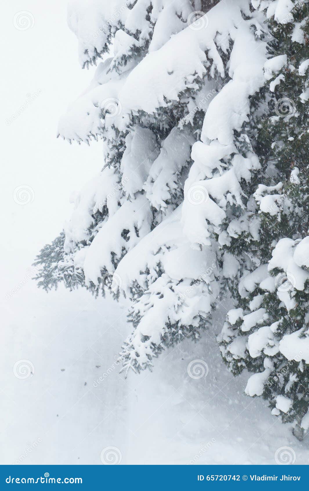 Fir trees in the snow stock photo. Image of snow, branches - 65720742