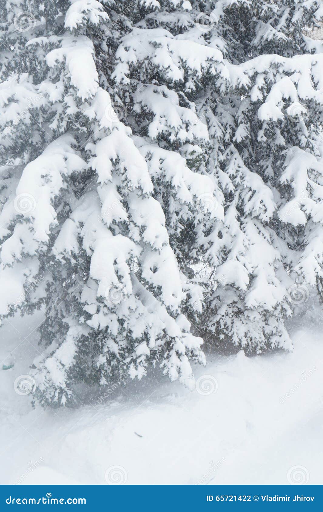 Fir trees in the snow stock photo. Image of branches - 65721422