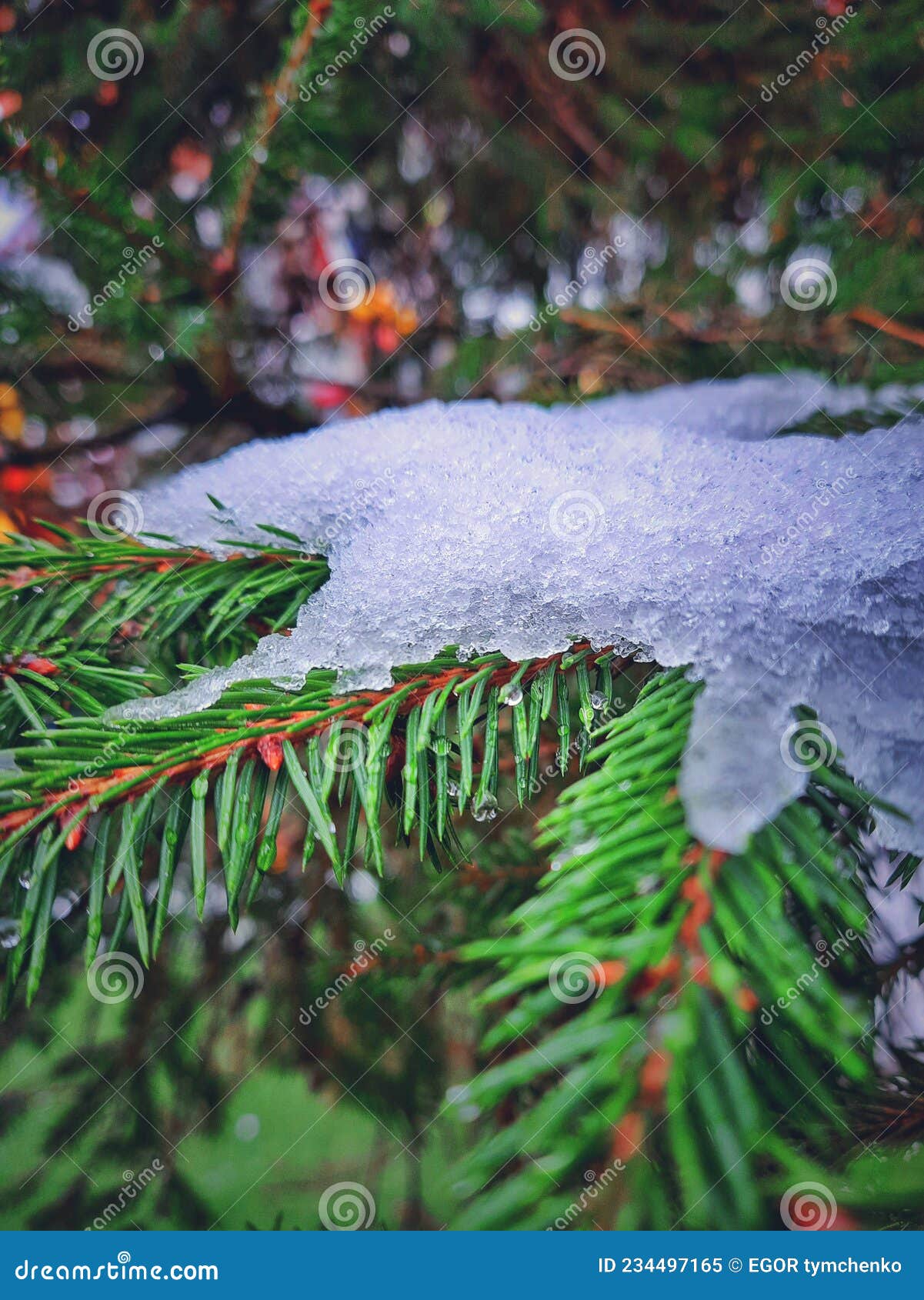 Russian fir stock image. Image of frost, plant, nature - 234497165