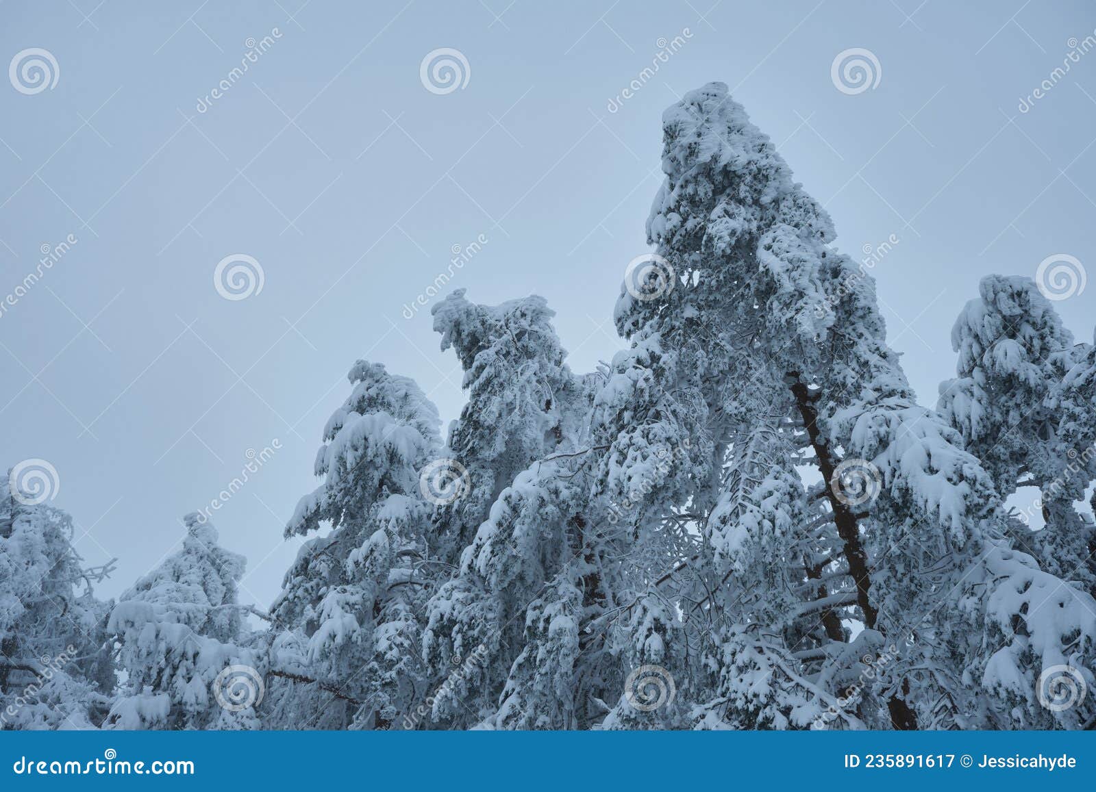 Fir Trees after a Snow Storm Stock Image - Image of glaciation, natural ...