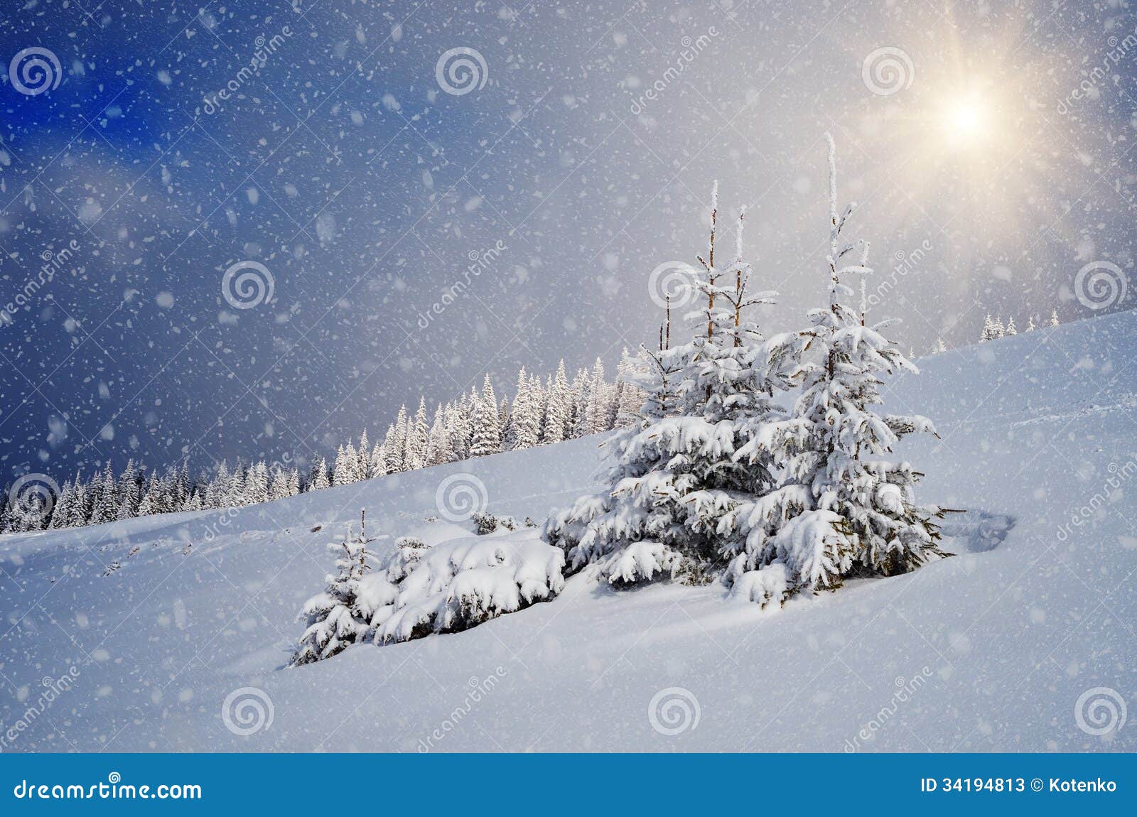 Fir trees in the snow stock image. Image of heaven, mountain - 34194813